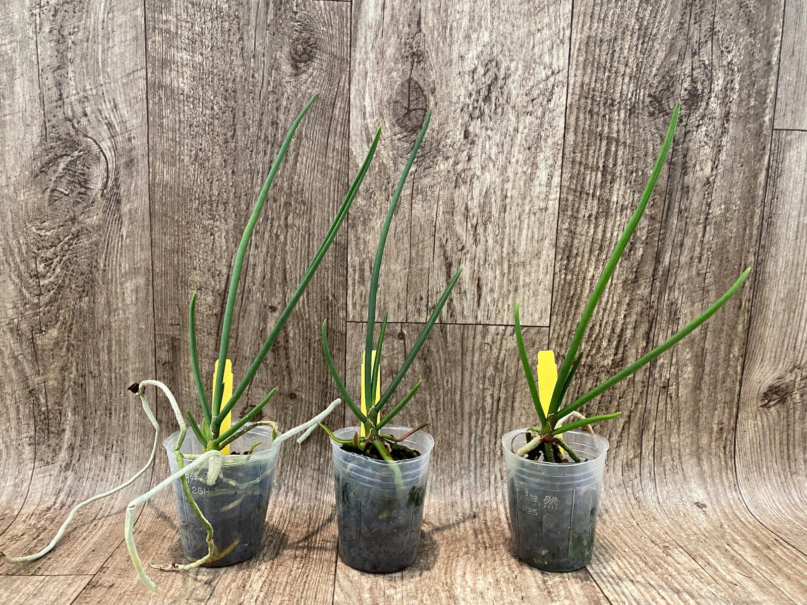 Paraphalaenopsis laycockii (3” Pot) - Everything Orchids