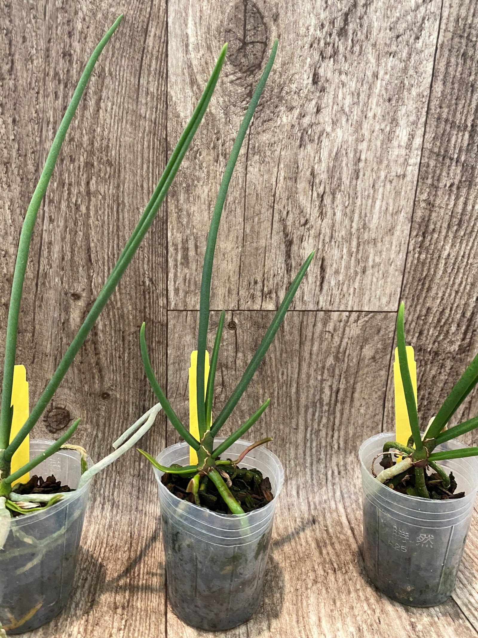 Paraphalaenopsis laycockii (3” Pot) - Everything Orchids