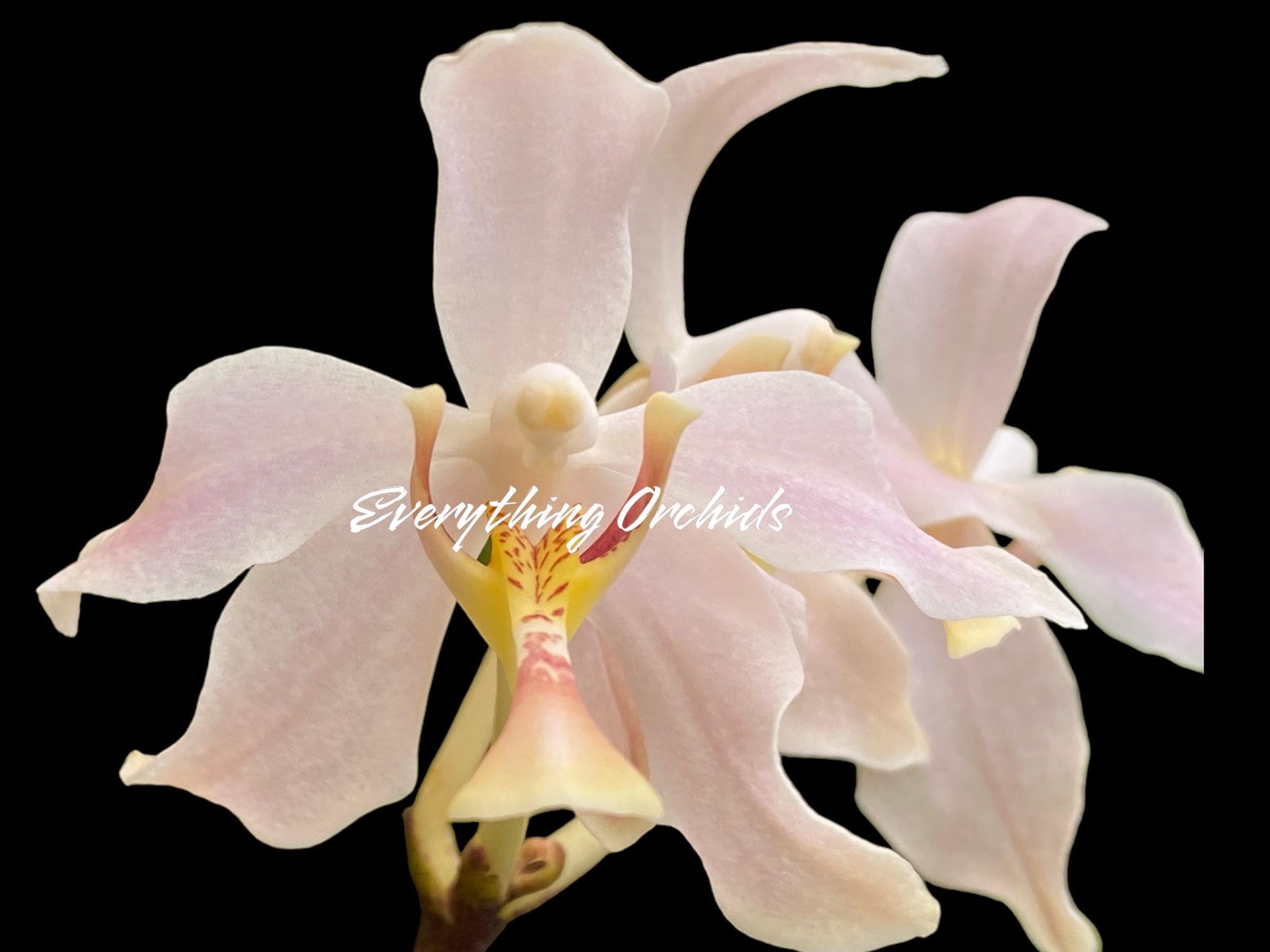 Paraphalaenopsis laycockii (3” Pot) - Everything Orchids