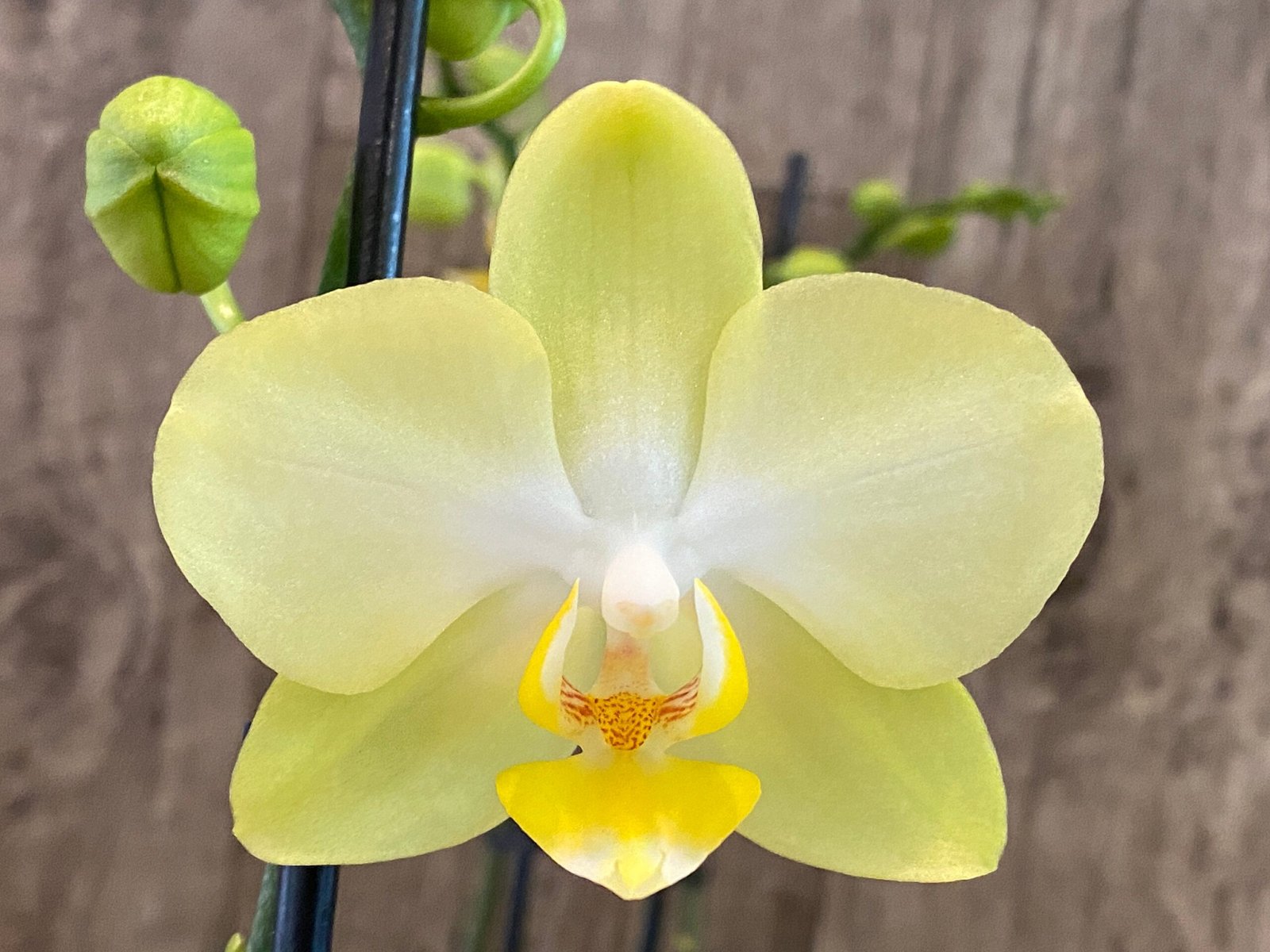 Double Spikes Phalaenopsis Dtps. Brother Pico Pierrot (3.5″ pot ...