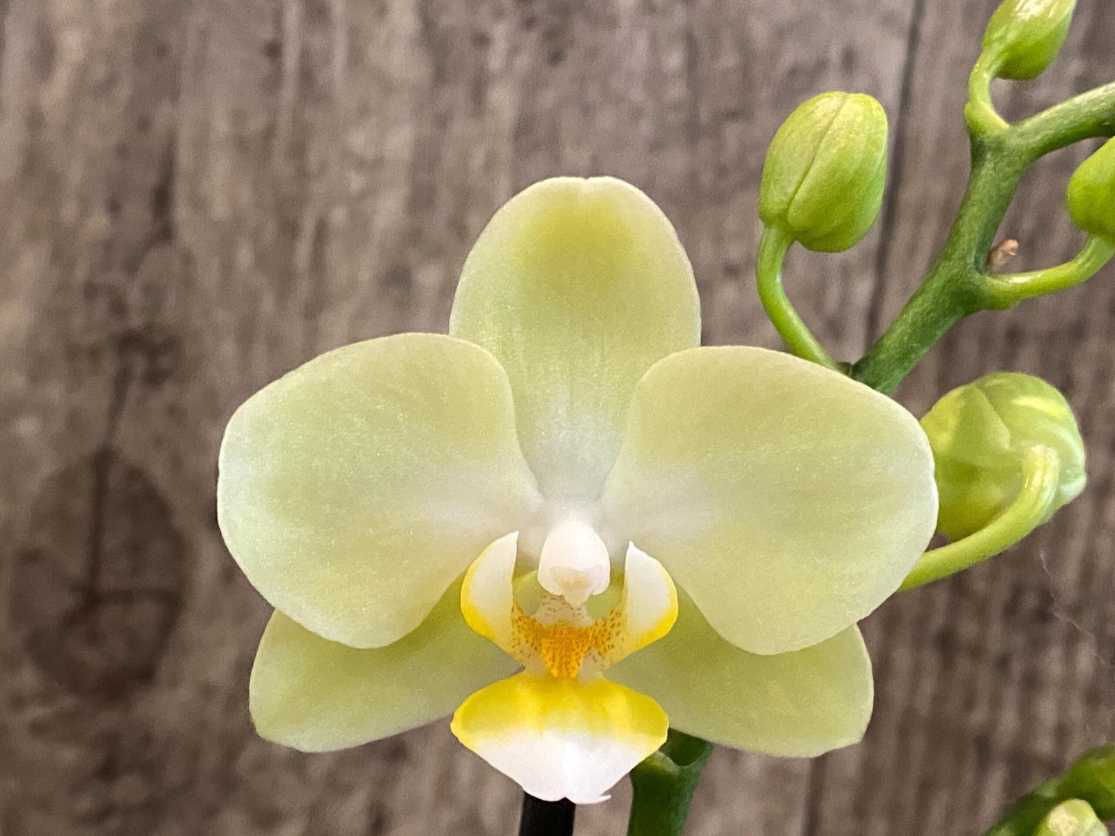 Double Spikes Phalaenopsis Dtps. Brother Pico Pierrot (3.5″ pot ...
