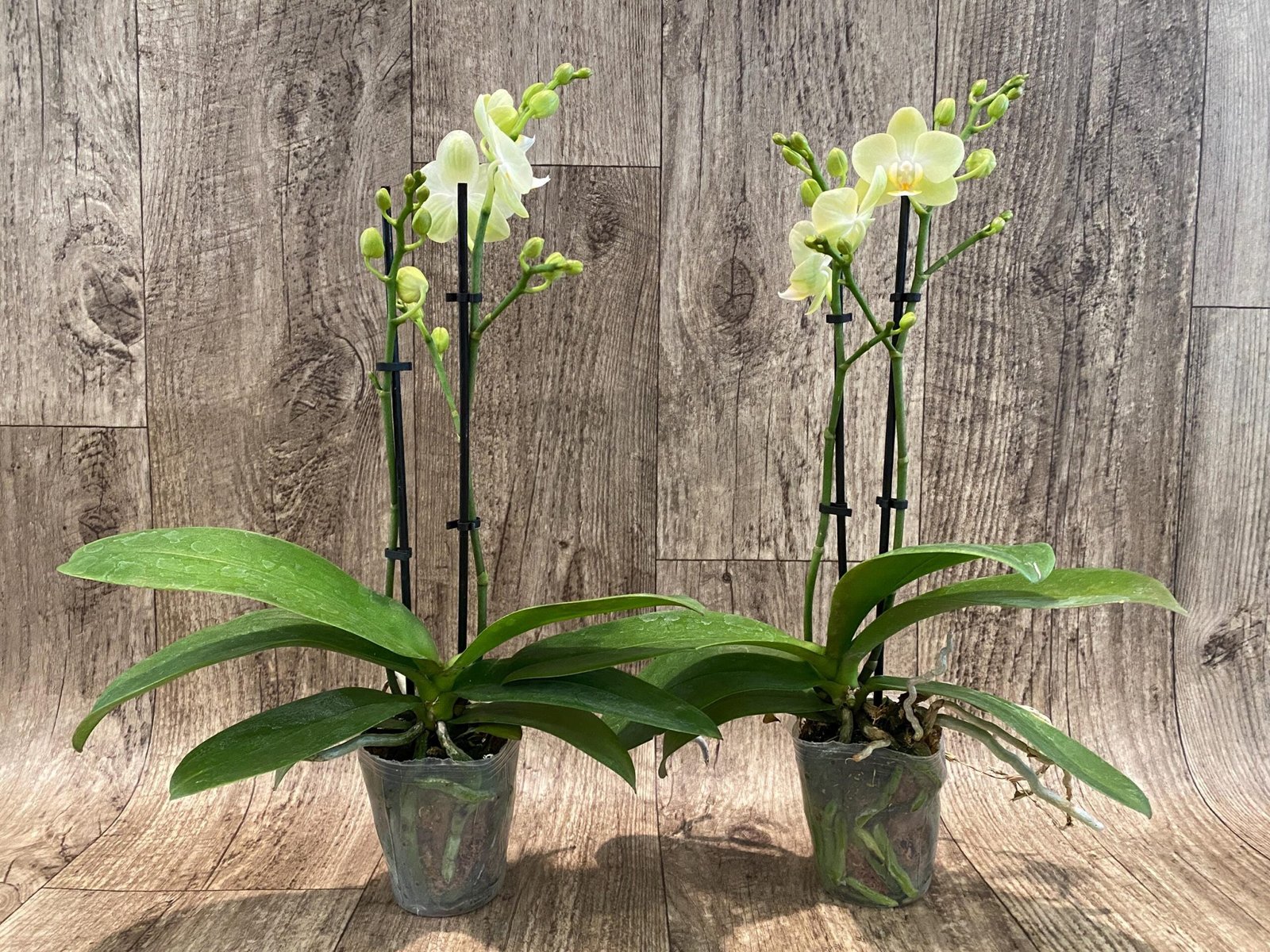 Double Spikes Phalaenopsis Dtps. Brother Pico Pierrot (3.5″ pot ...