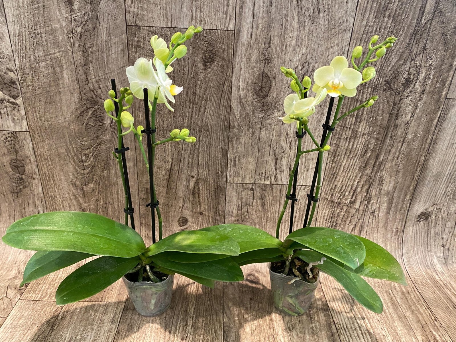 Double Spikes Phalaenopsis Dtps. Brother Pico Pierrot (3.5″ pot ...