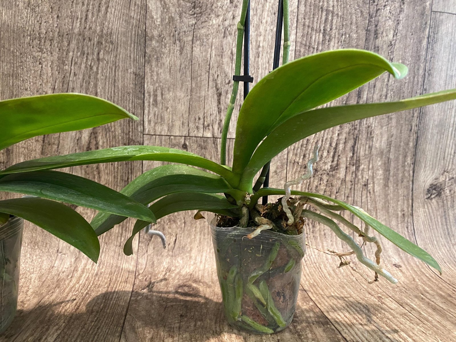 Double Spikes Phalaenopsis Dtps. Brother Pico Pierrot (3.5″ pot ...