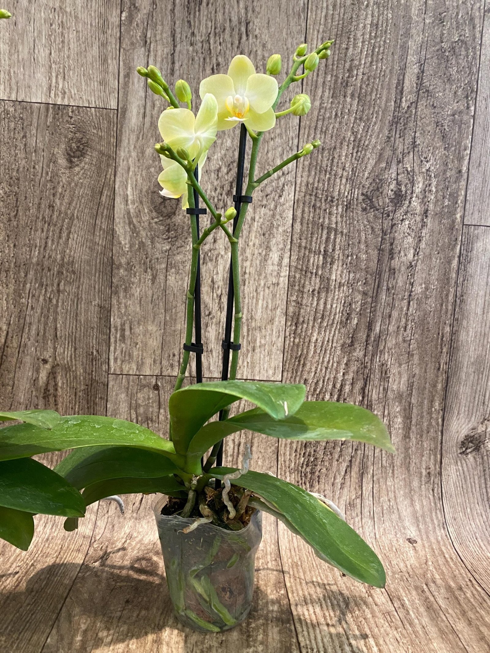 Double Spikes Phalaenopsis Dtps. Brother Pico Pierrot (3.5″ pot ...