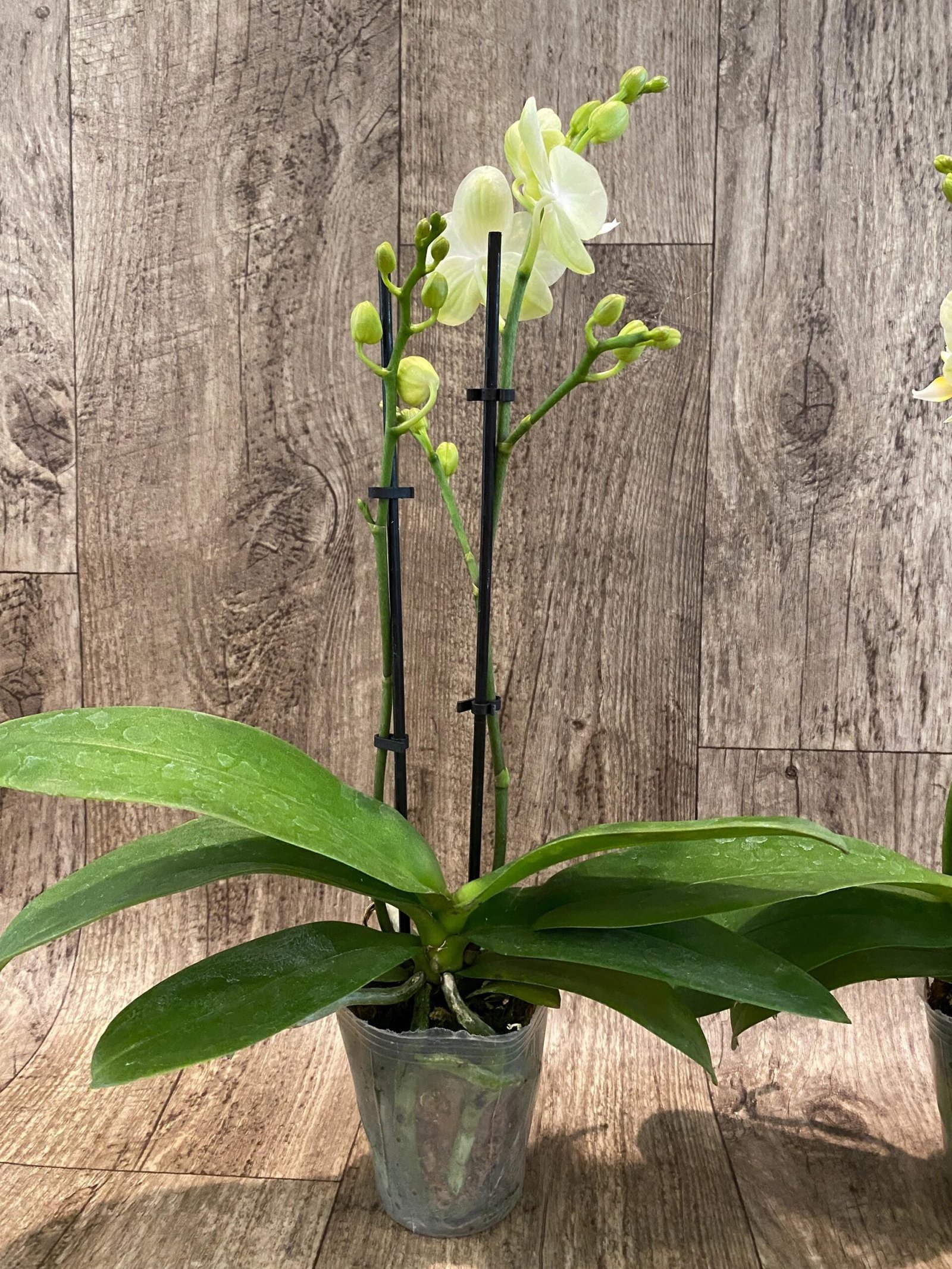Double Spikes Phalaenopsis Dtps. Brother Pico Pierrot (3.5″ pot ...