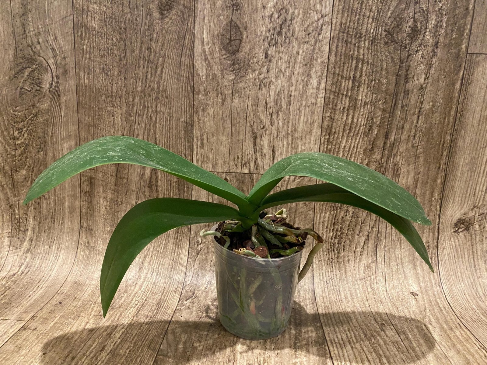 Phalaenopsis Dtps Yu Pin Dream Girl ‘pink 4 5” Pot Everything Orchids