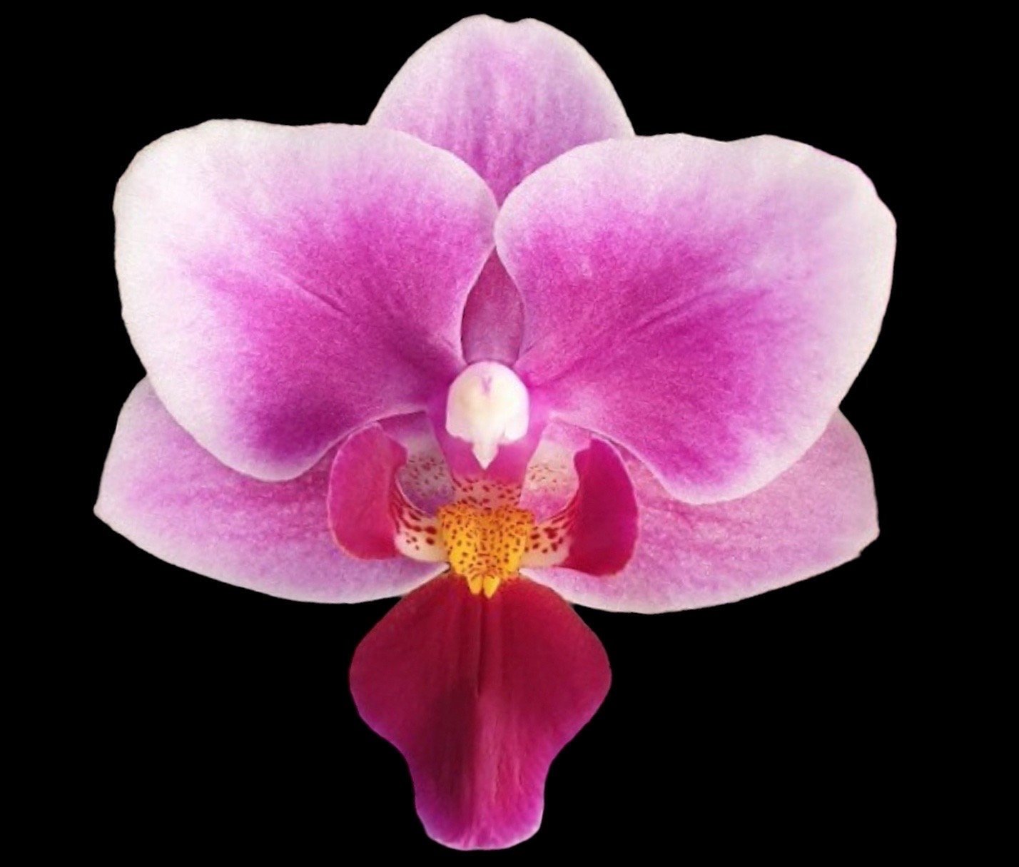 Phalaenopsis Miki Pink Fox variegated (3″ pot) - Everything Orchids