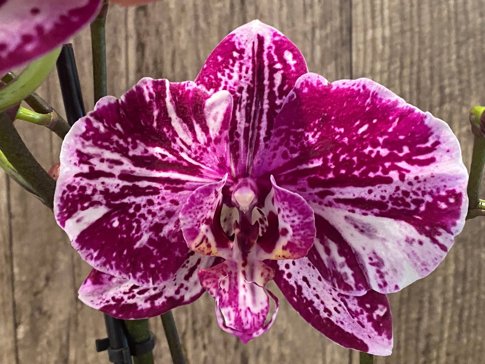 Phalaenopsis Very Rare Color In Spikes (4.5″ pot) - Everything Orchids