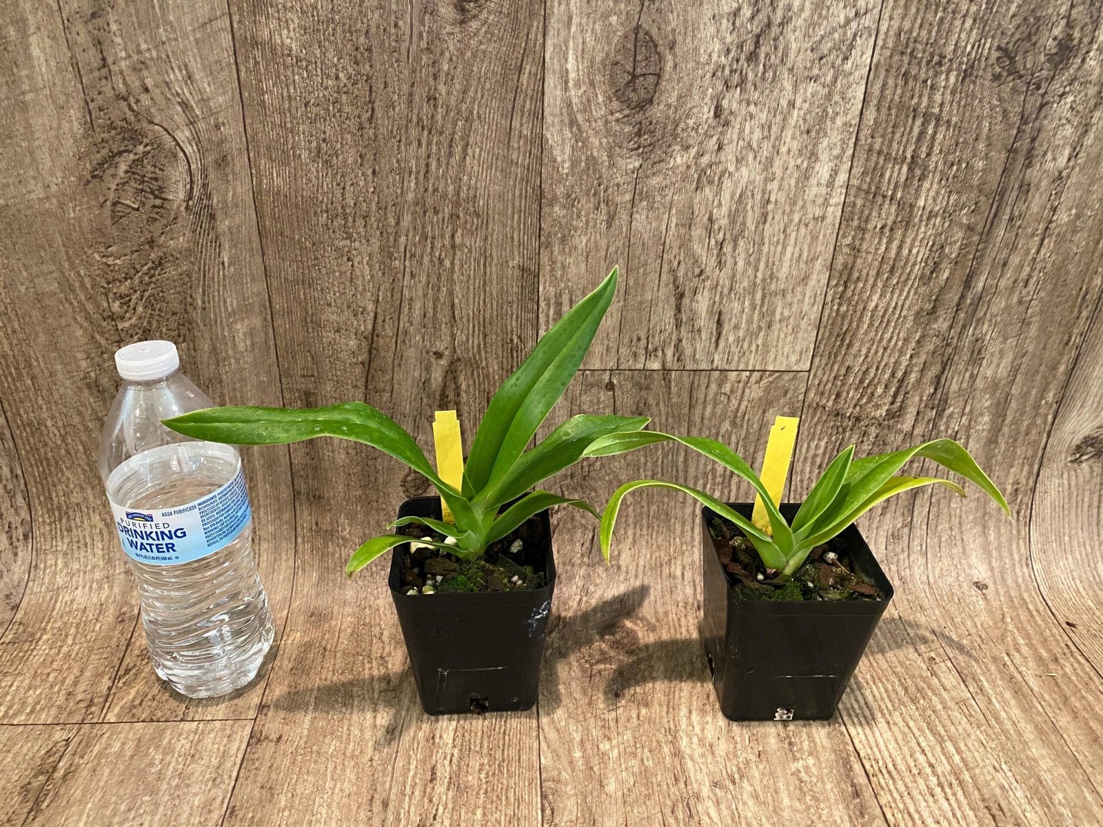 Phrag. China Dragon (3.5″ pot) - Everything Orchids