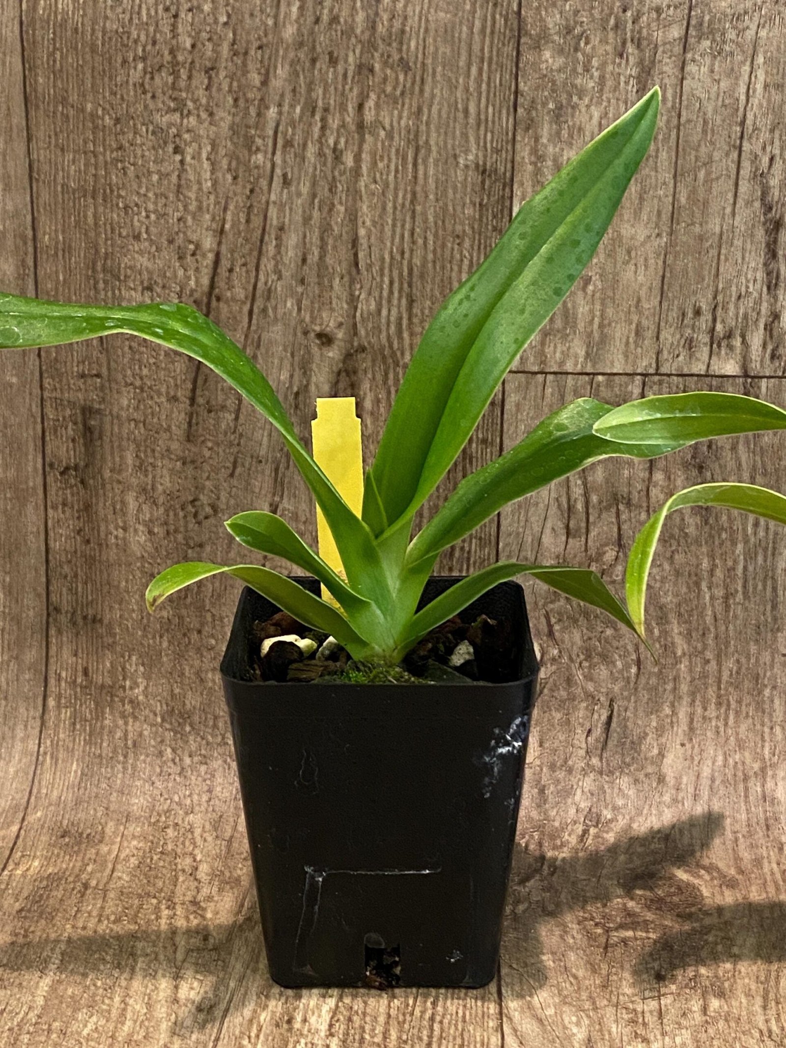 Phrag. China Dragon (3.5″ pot) - Everything Orchids