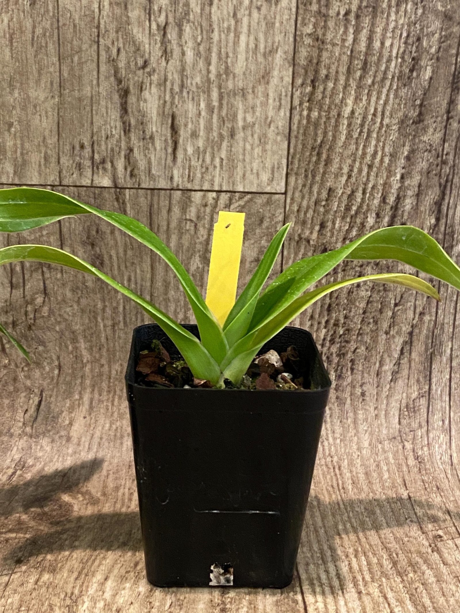 Phrag. China Dragon (3.5″ pot) - Everything Orchids