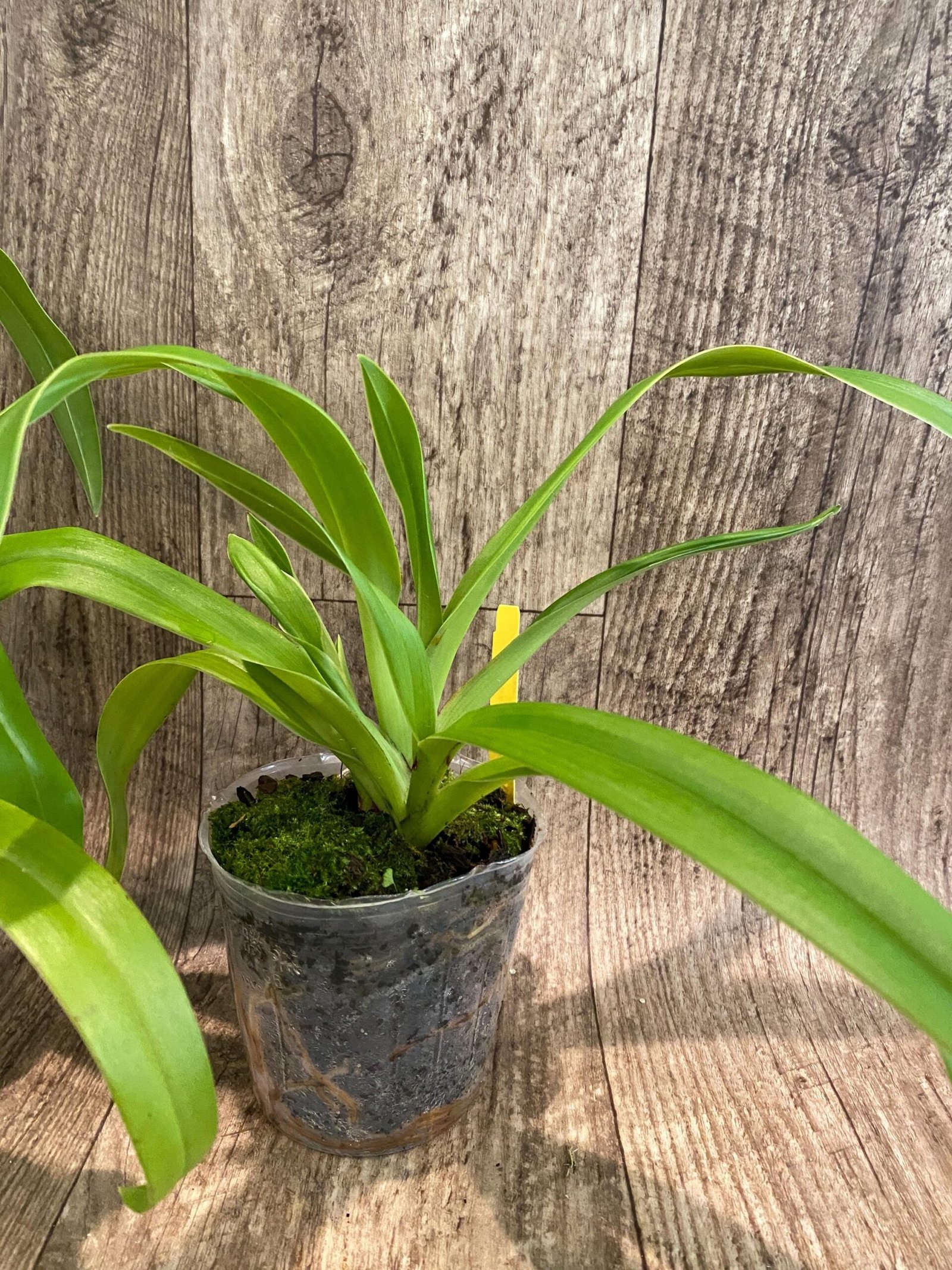 Phrag. Chuck Acker (4.5″ pot) - Everything Orchids