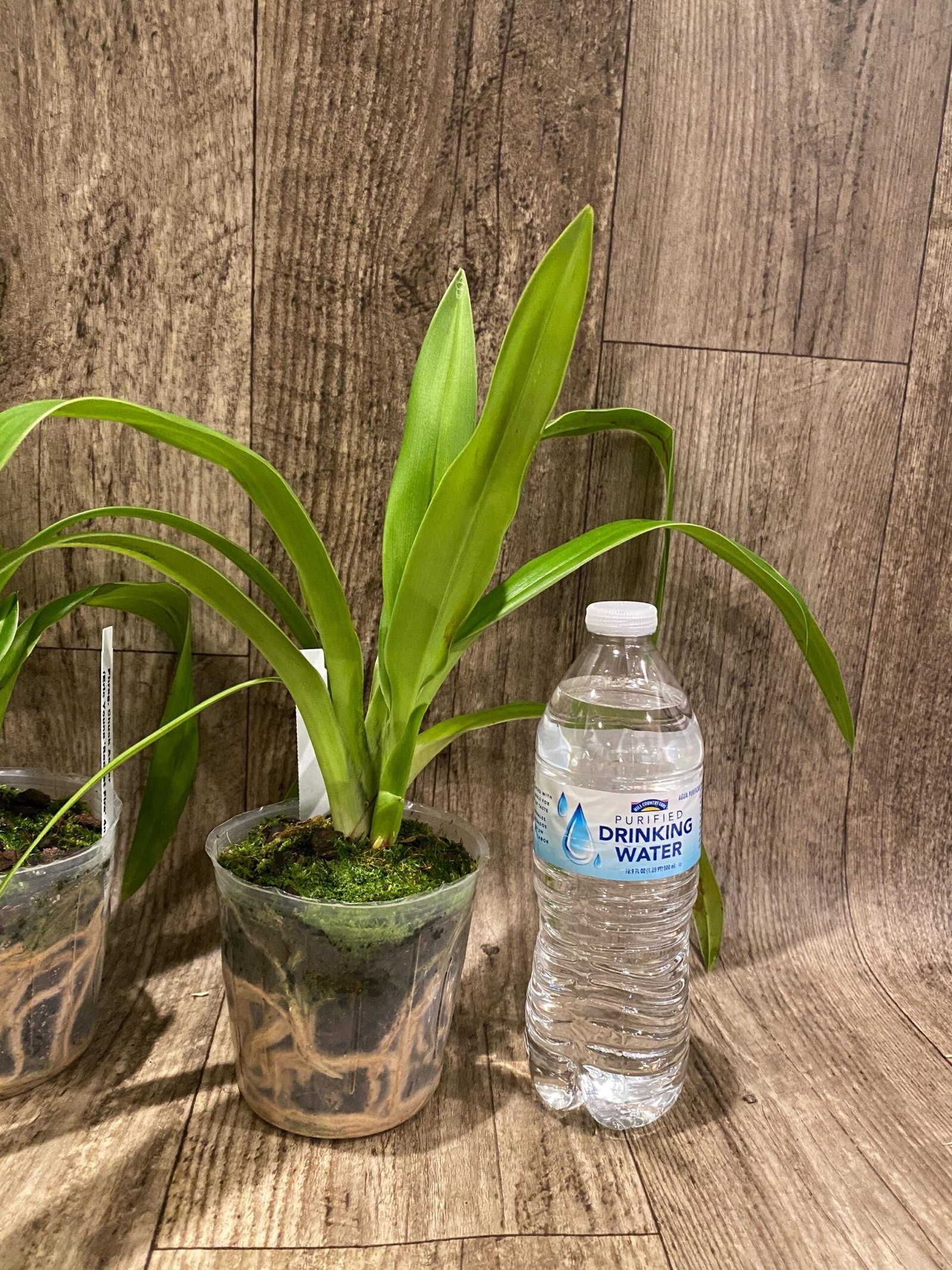 Phrag. Chuck Acker (4.5″ pot) - Everything Orchids