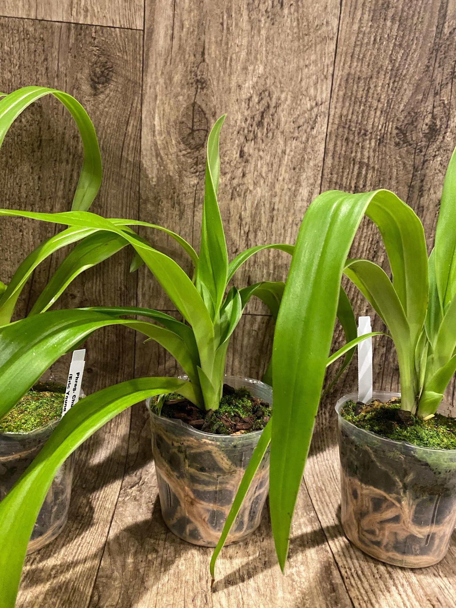 Phrag. Chuck Acker (4.5″ pot) - Everything Orchids