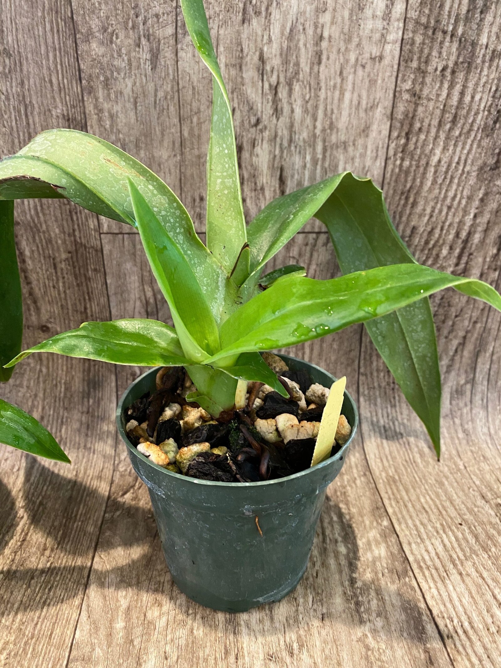 Phrag. Don Wimber (4.5″ pot) - Everything Orchids