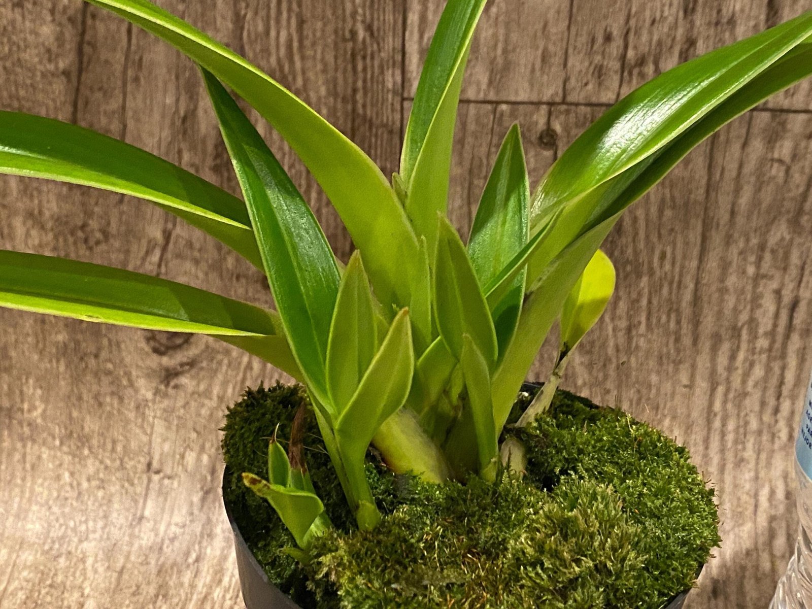 Phrag. Fireworks 4 new growths (3.5″ pot) - Everything Orchids