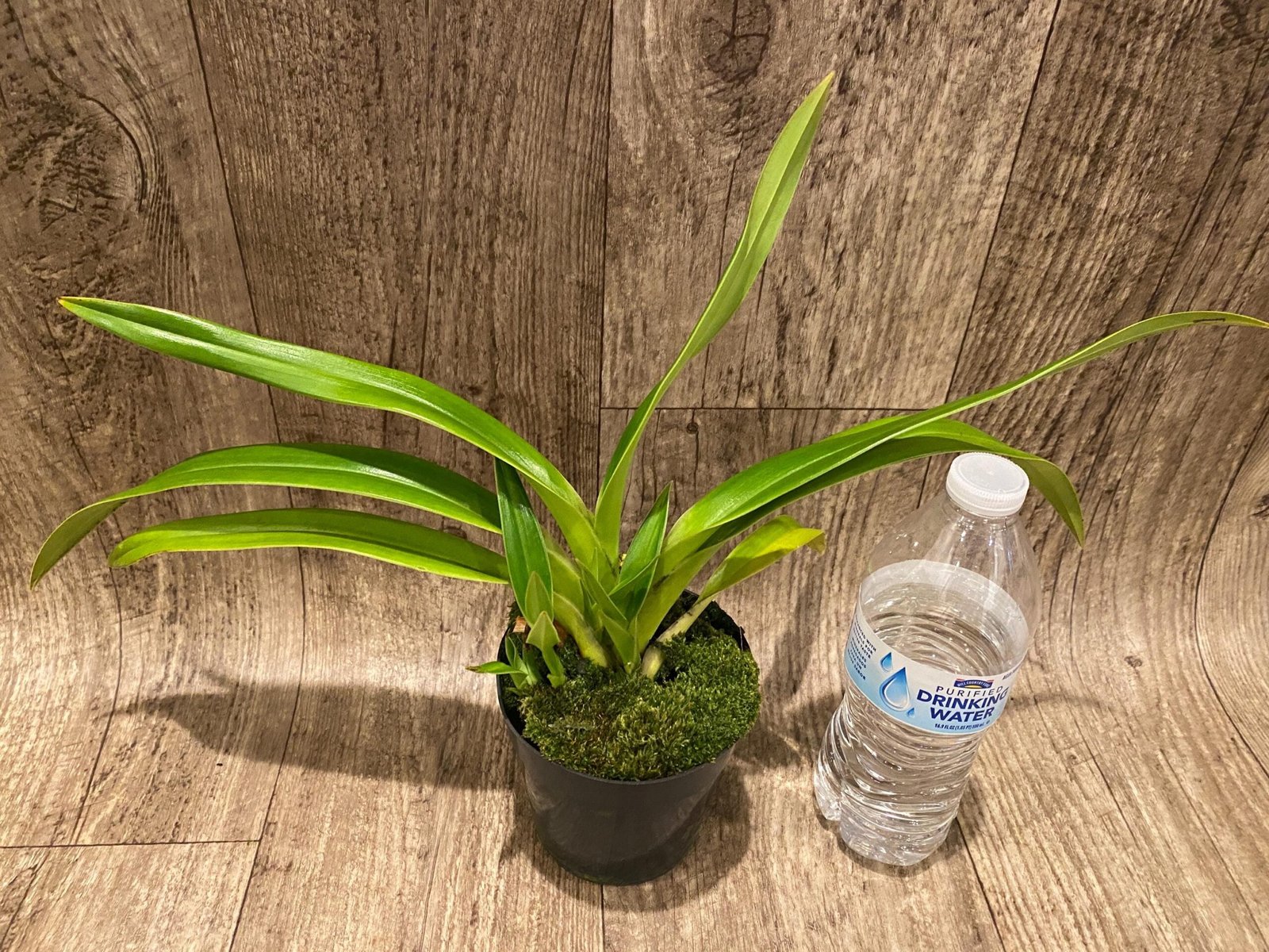 Phrag. Fireworks 4 new growths (3.5″ pot) - Everything Orchids