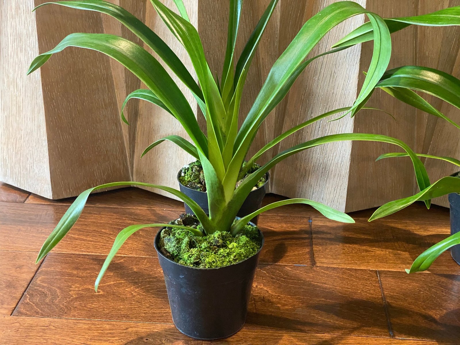 Phrag. Fireworks (pearcei x Grande) (4.5″ pot) - Everything Orchids