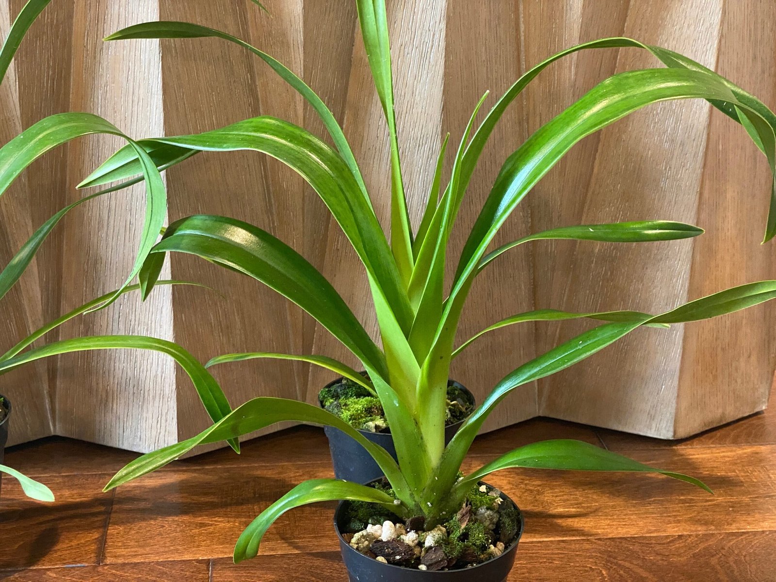 Phrag. Fireworks (pearcei x Grande) (4.5″ pot) - Everything Orchids