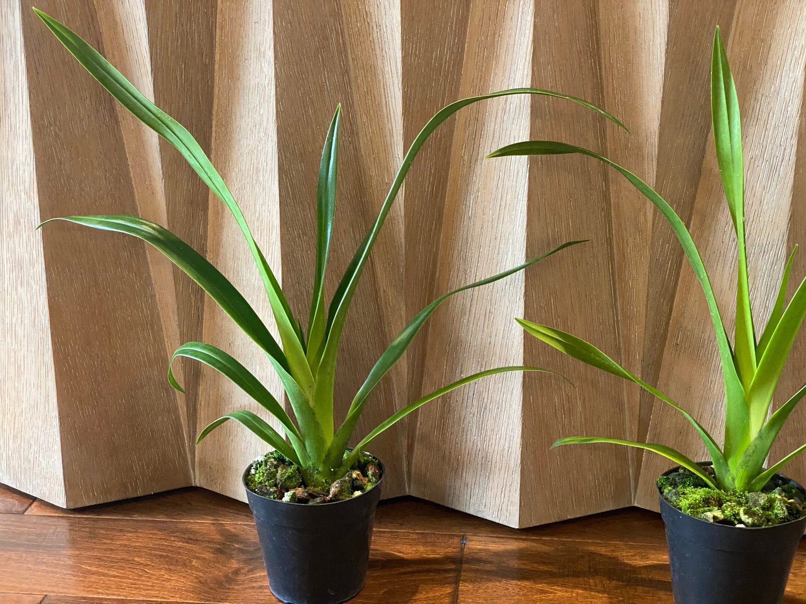 Phrag. Fireworks (pearcei x Grande) (4.5″ pot) - Everything Orchids