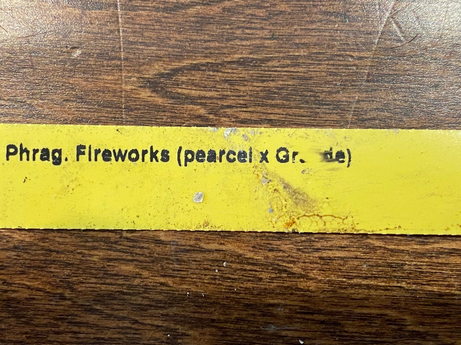 Phrag. Fireworks (pearcei x Grande) (4.5″ pot) - Everything Orchids