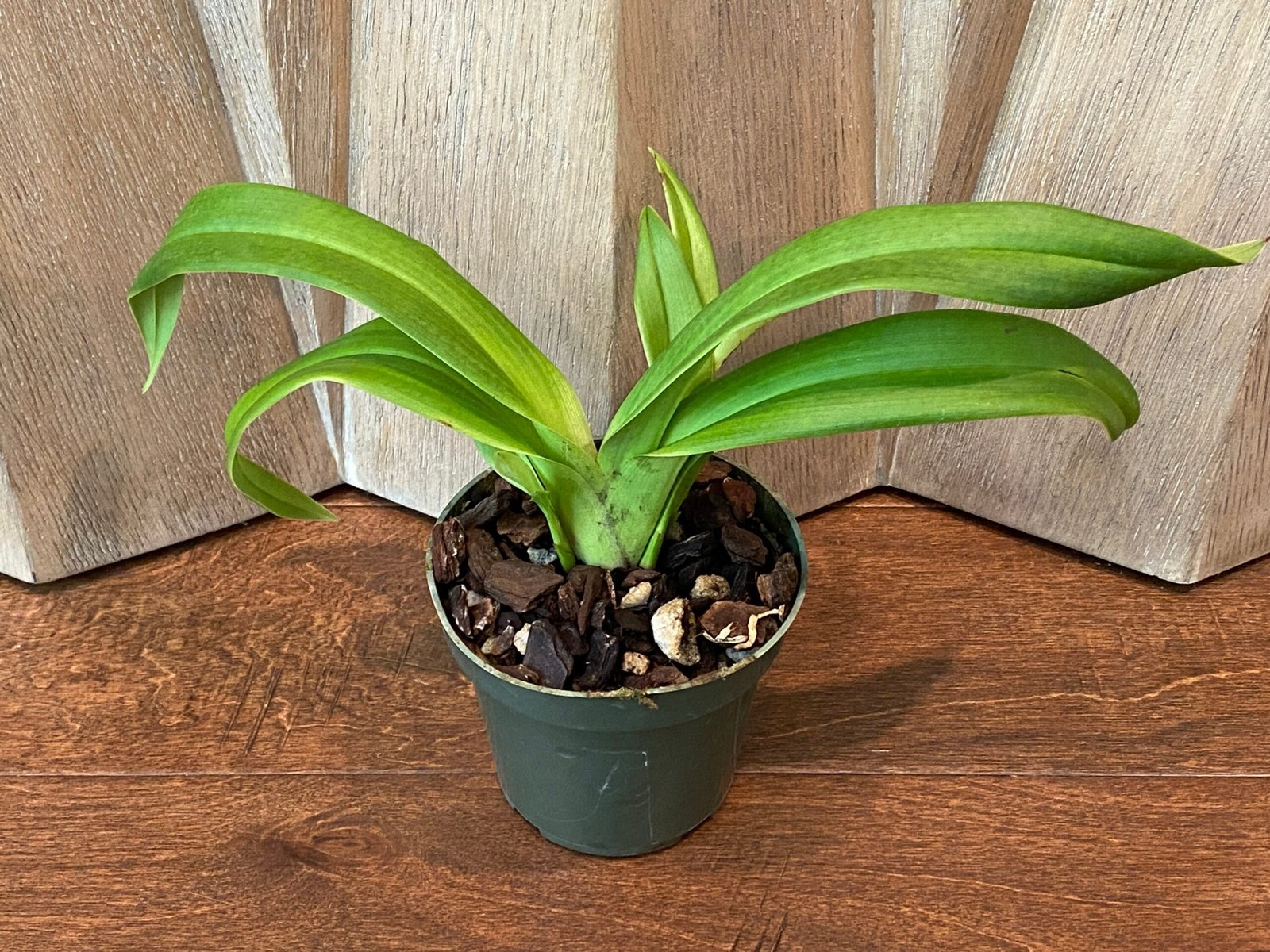 Phrag. Karen Sue (Red Rocket 4N x kovachii) (Multi-Growths, 5″ pot ...