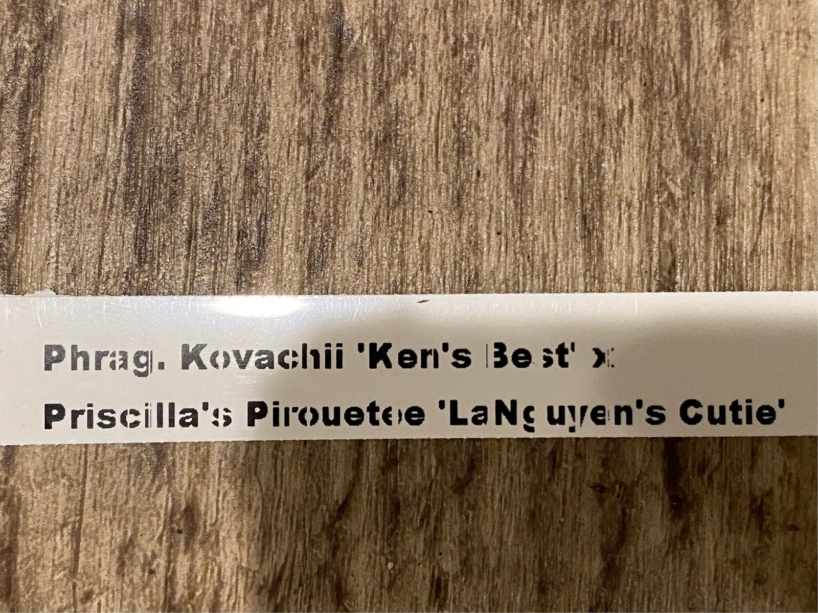 Phrag. Kovachil ‘Ken’s Best’ x Priscilla’s Pirouette ‘Le Nguyen’s Cutie ...