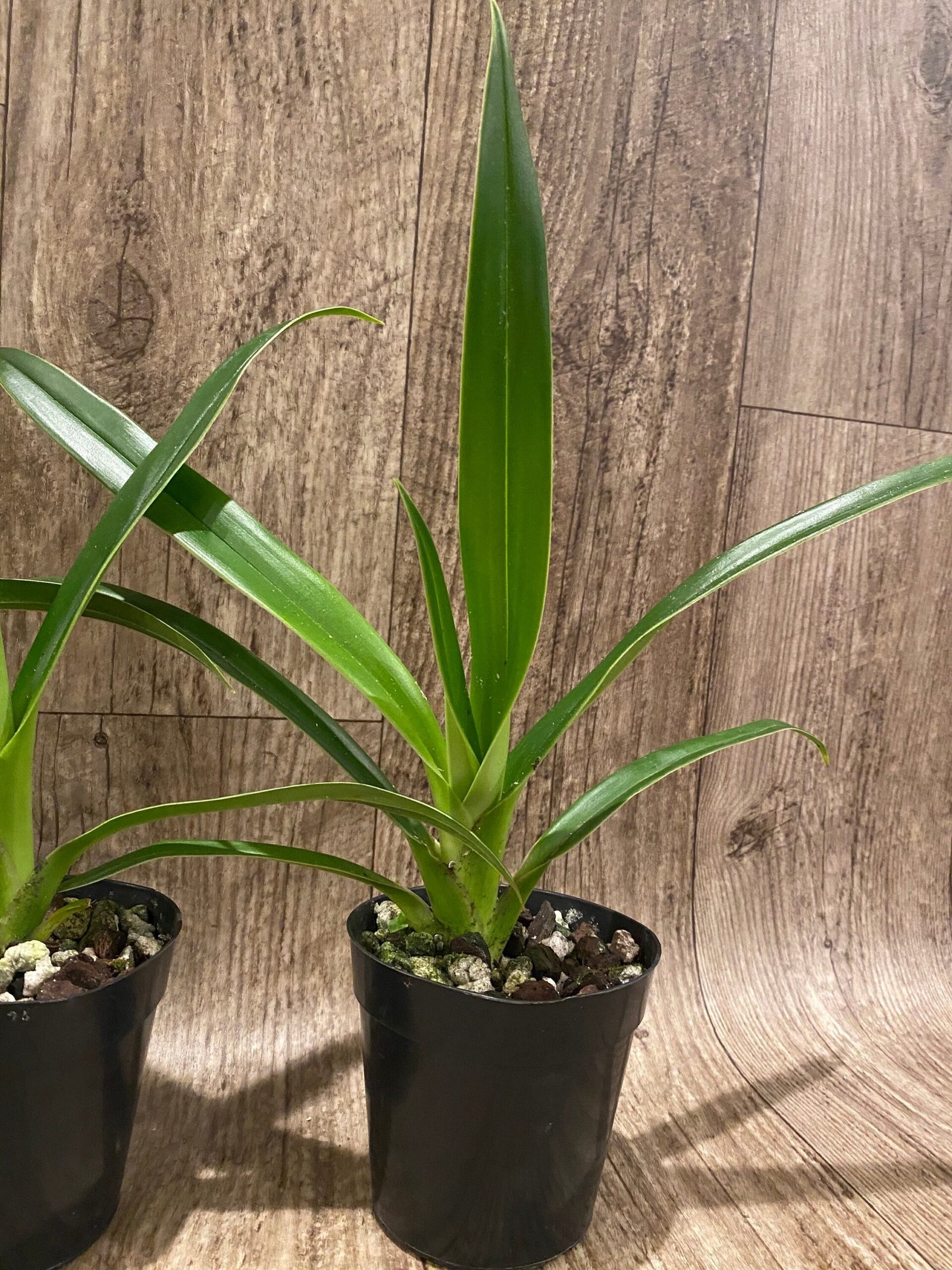 Phrag. longifolium ‘Pink’ (4.5″ pot) - Everything Orchids