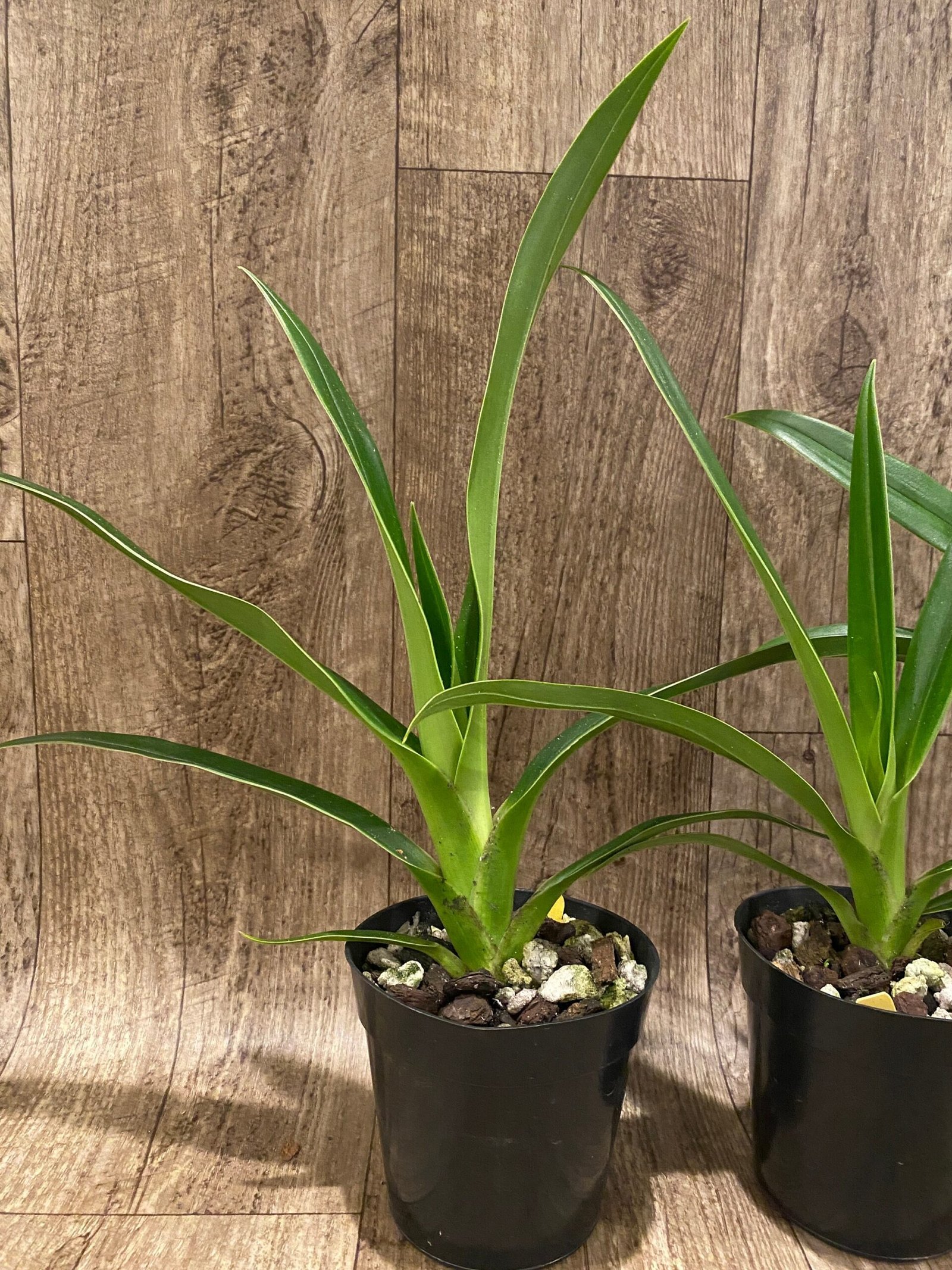Phrag. longifolium ‘Pink’ (4.5″ pot) - Everything Orchids
