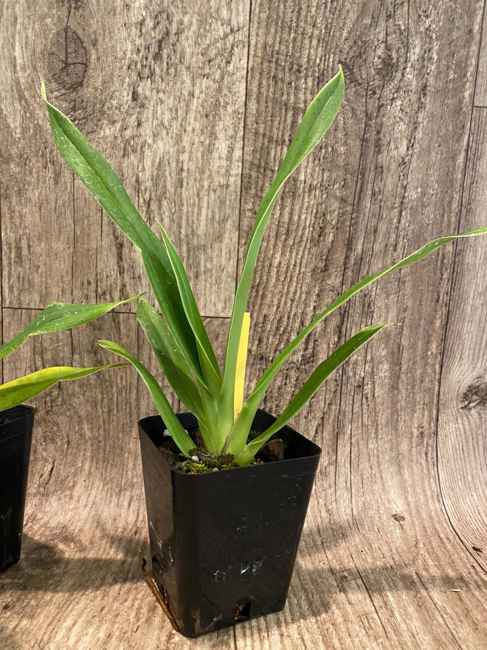 Phrag. Sarah Beth (Magdalene Rose x Schlimii (3.5″ pot) - Everything ...