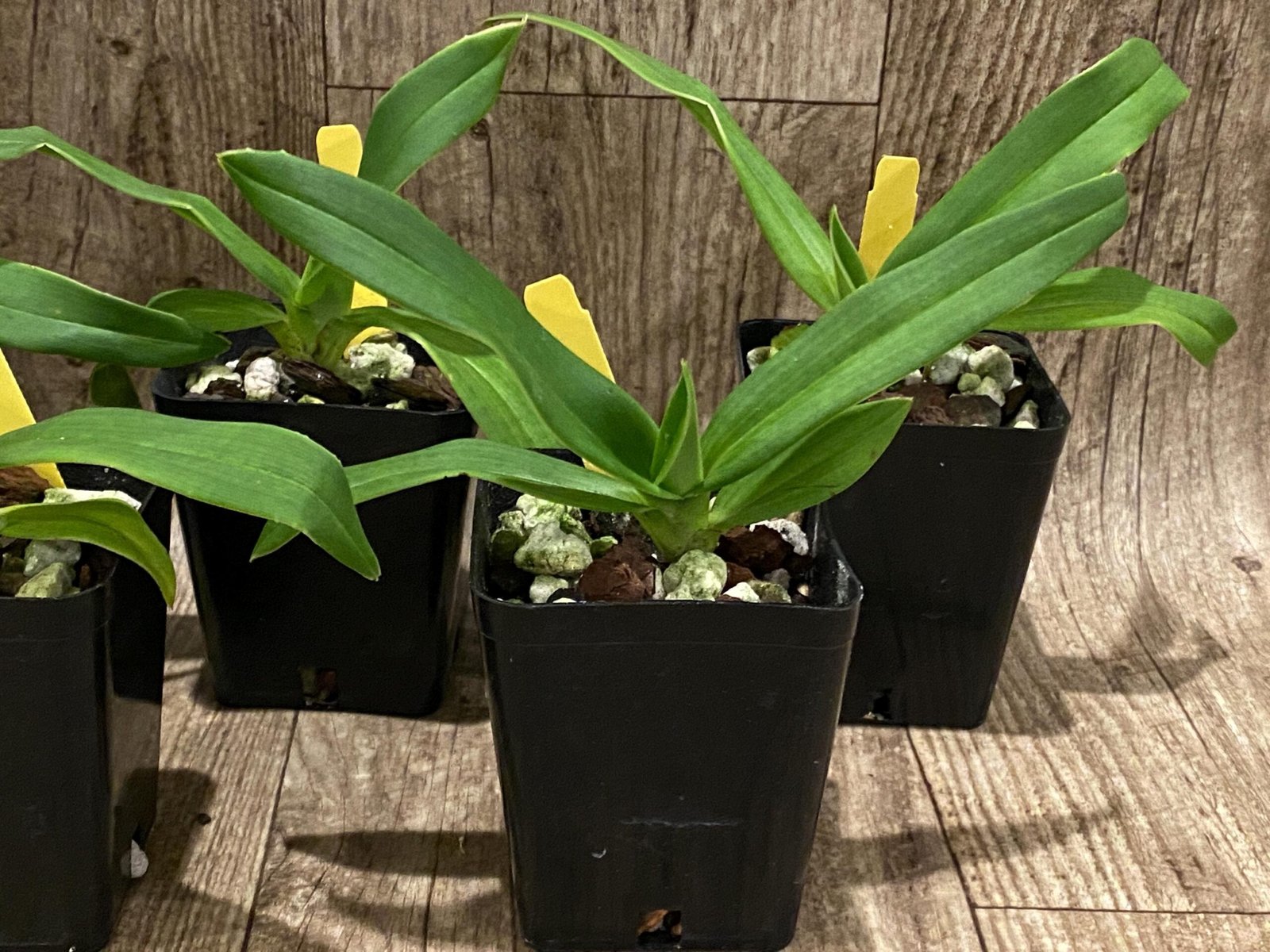 Phragmipedium Barbara LeAnn (Phrag. besseae x Phrag. fischeri) (3.5 ...