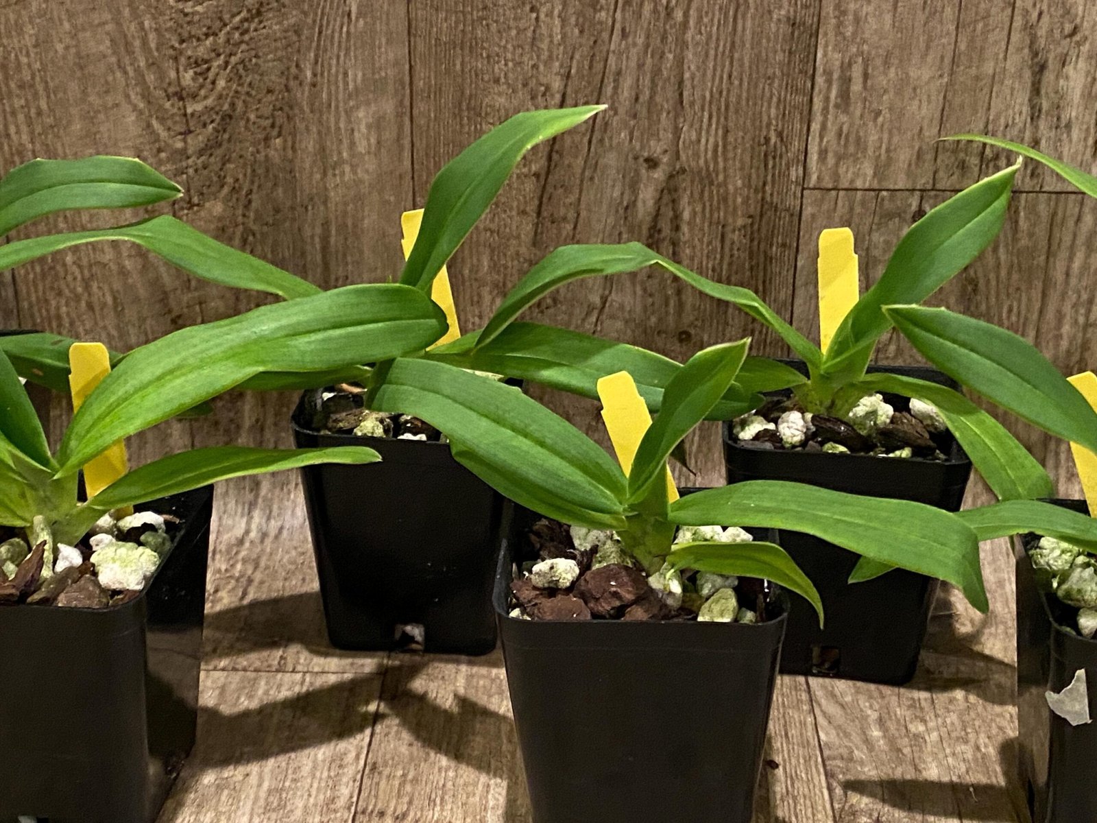 Phragmipedium Barbara LeAnn (Phrag. besseae x Phrag. fischeri) (3.5 ...