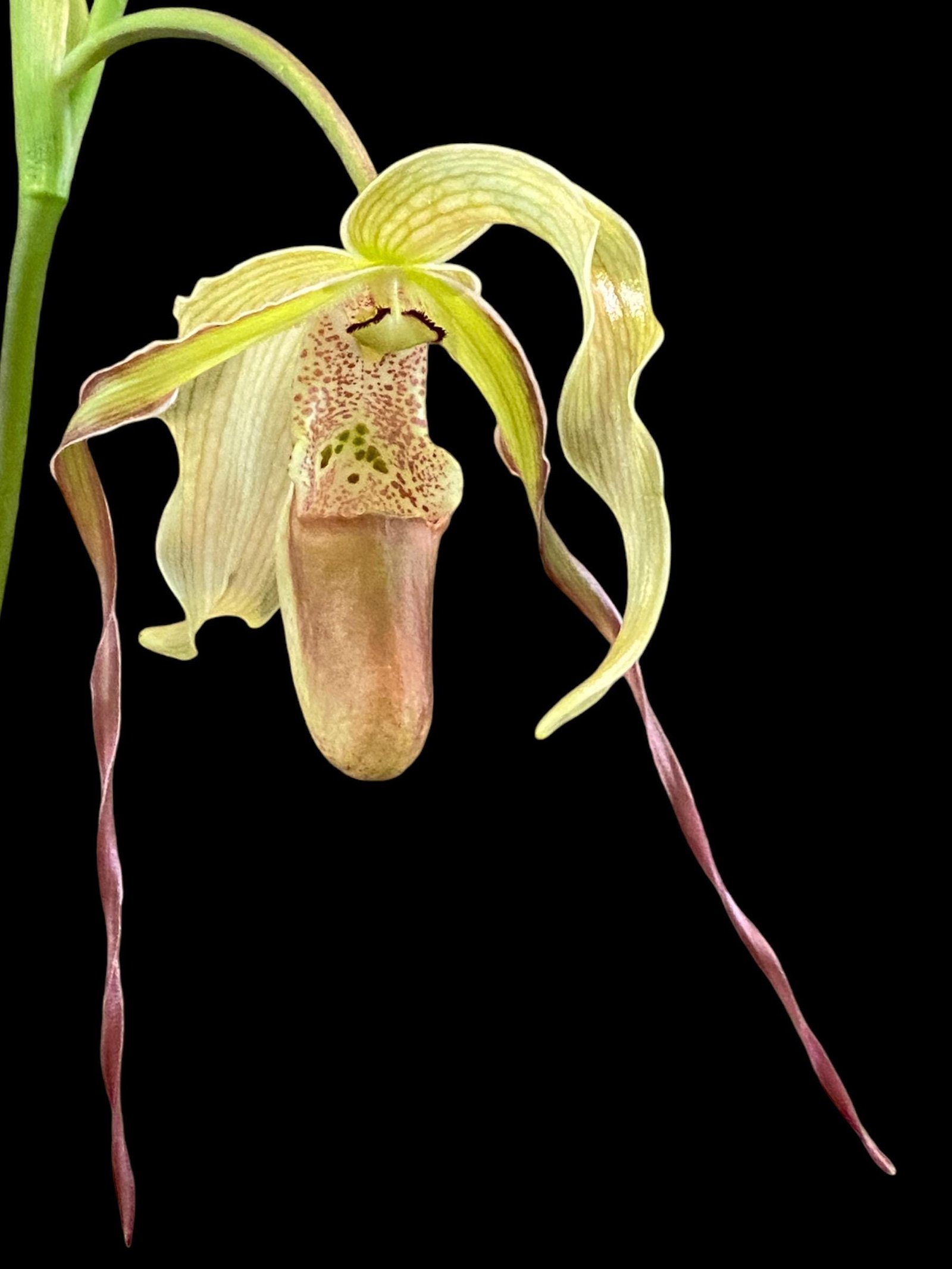 Phragmipedium Mont Fallu (longifolium x Grande ‘PR’) (4.5” pot ...
