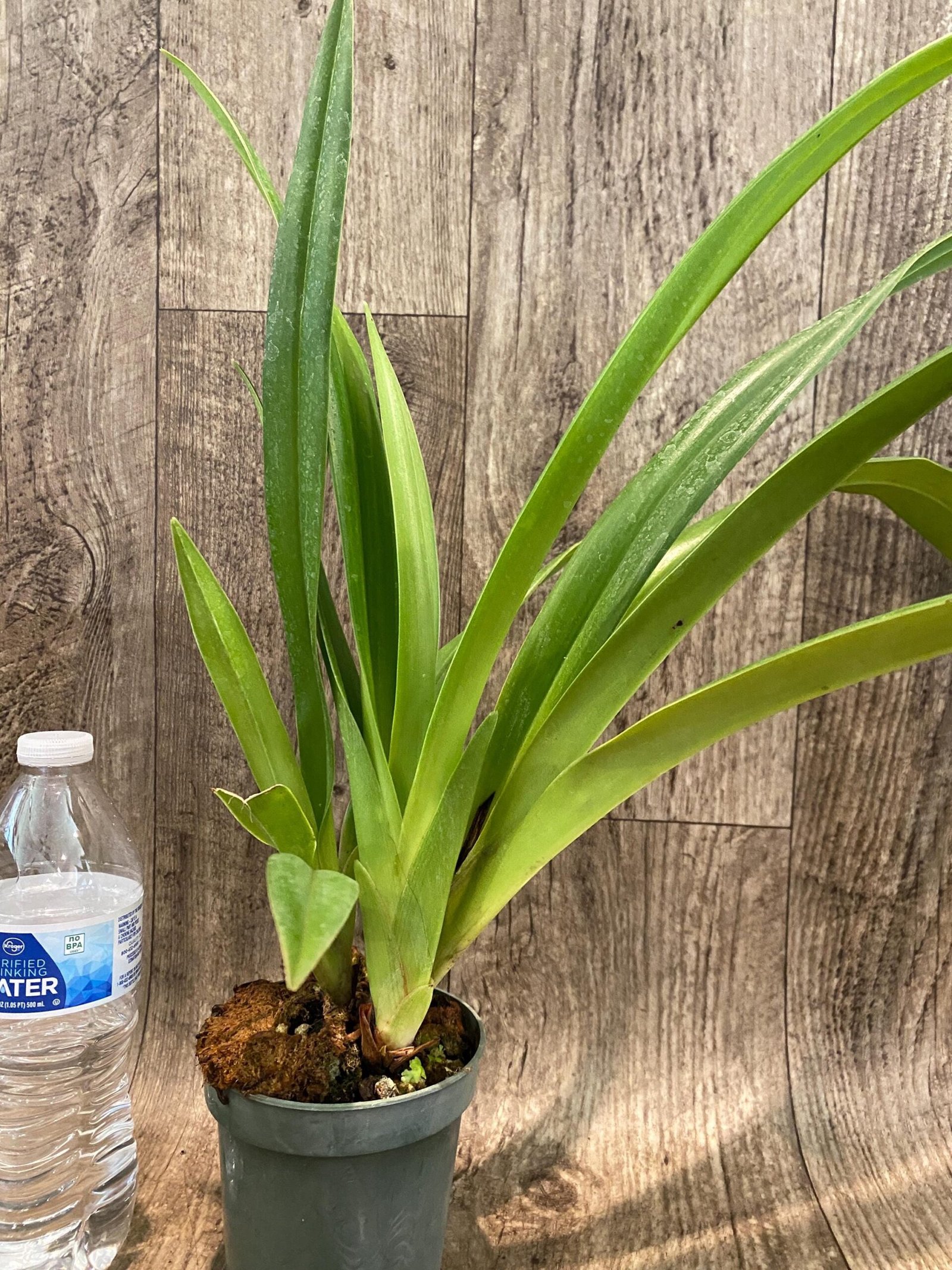 Phragmipedium Mont Fallu (longifolium x Grande ‘PR’) (4.5” pot ...