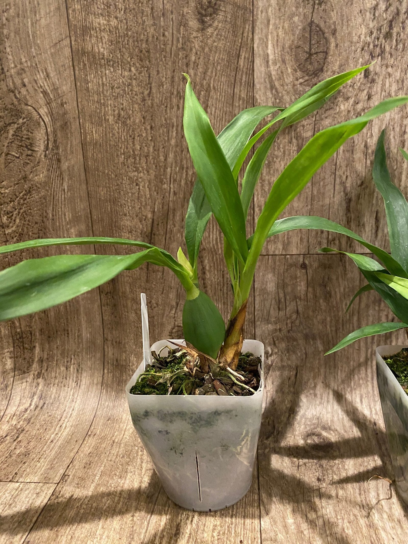 Prosthechea cochleata (3.5” pot) - Everything Orchids