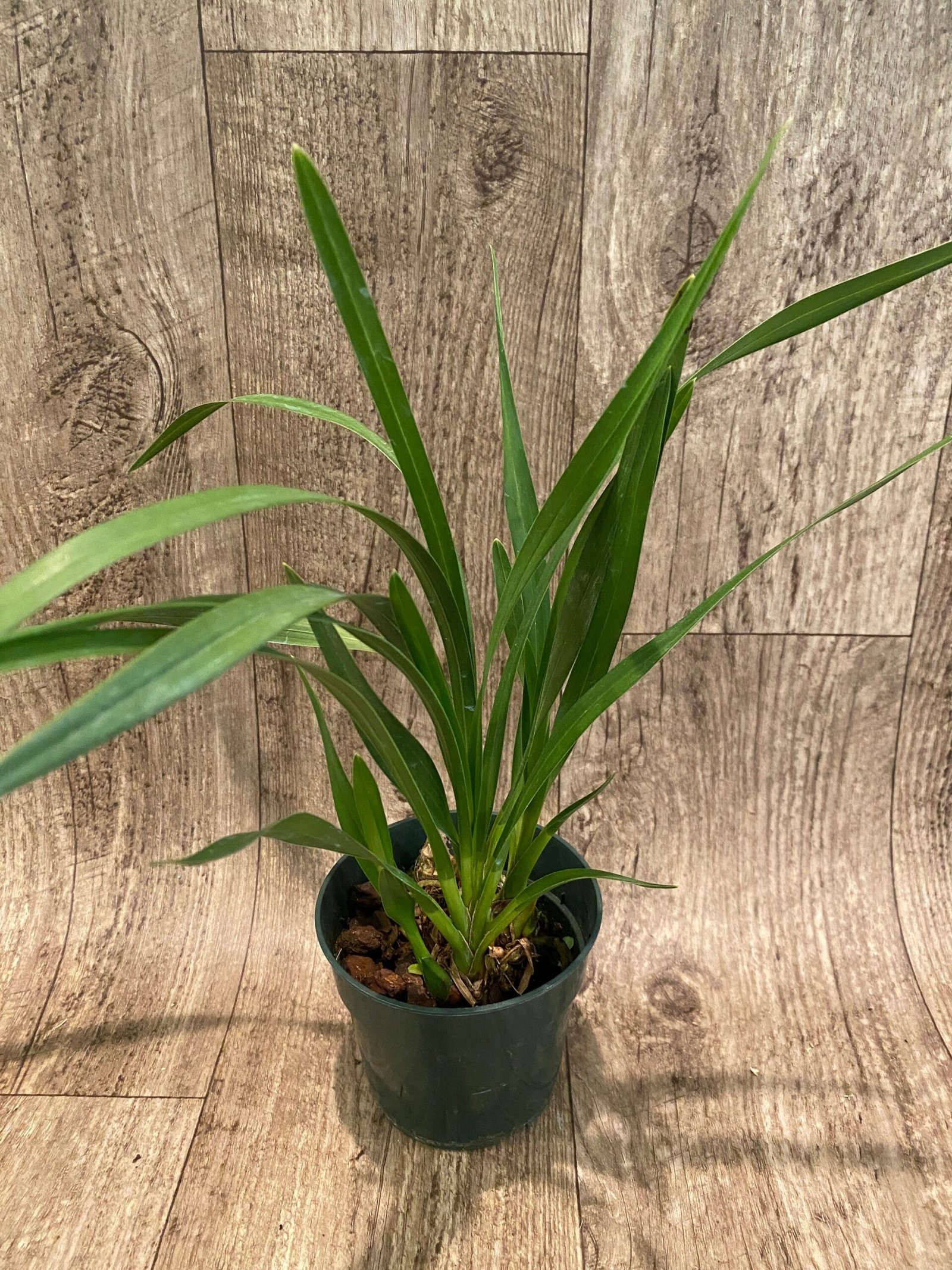 Rare! Cymbidium Seaside ‘Princess Masako’ (4” pot) - Everything Orchids