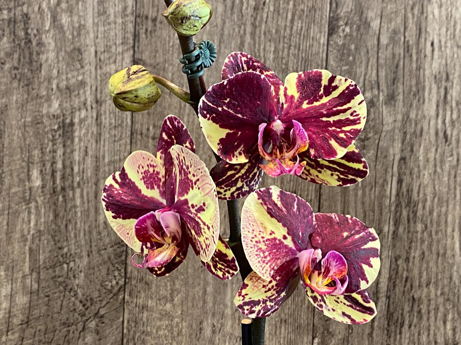 Rare Form In Spike Phalaenopsis I-Hsin The Big Bang Spike 33” Tall (4.5 ...