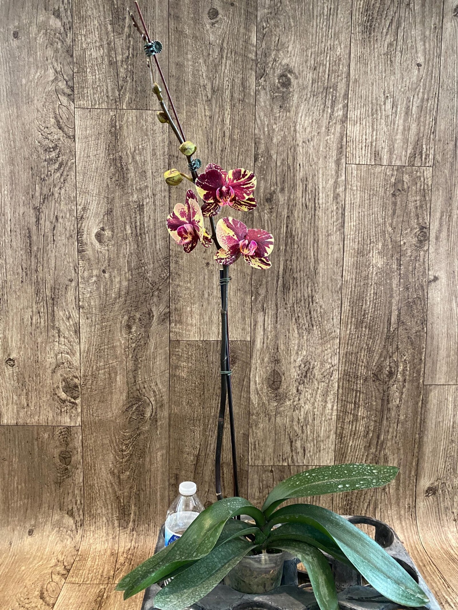 Rare Form In Spike Phalaenopsis I-Hsin The Big Bang Spike 33” Tall (4.5 ...