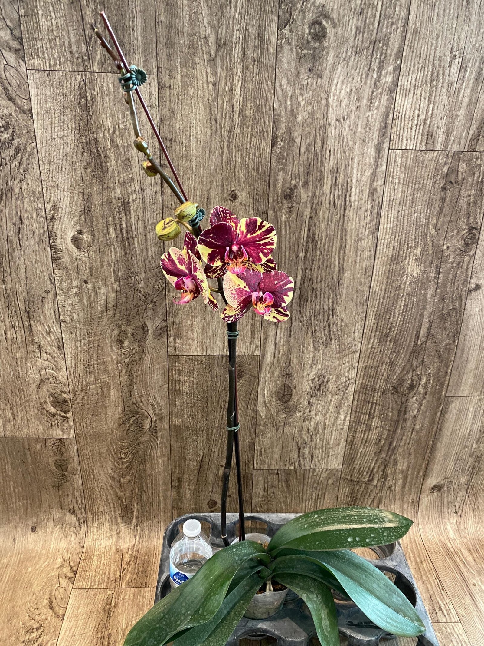 Rare Form In Spike Phalaenopsis I-Hsin The Big Bang Spike 33” Tall (4.5 ...