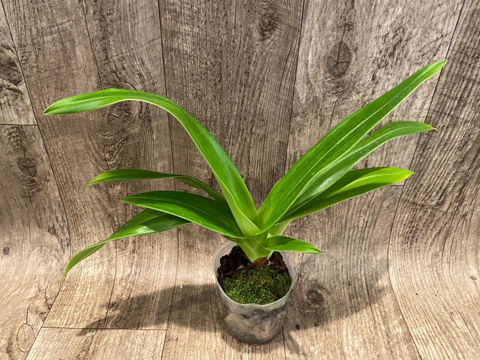 Rare Phrag. Acker’s Classic (Twilight ‘Rising Rocket’ 4N x kovachii ...