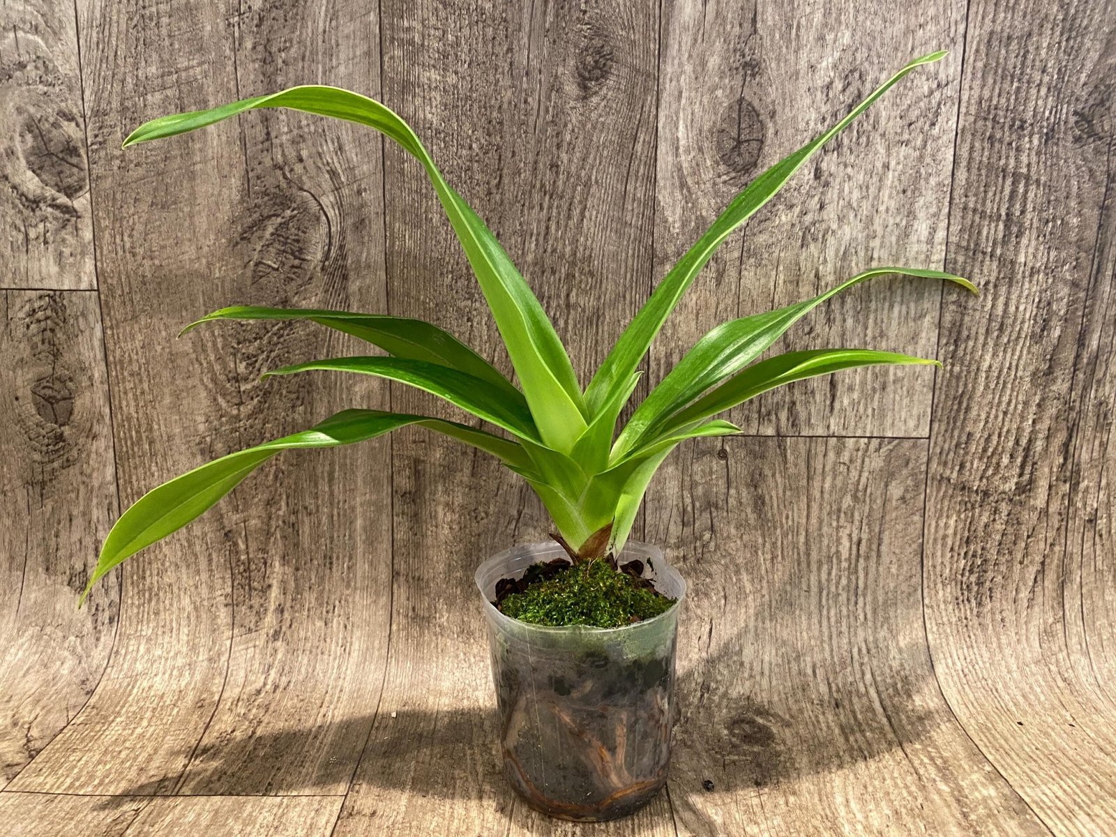 Rare Phrag. Acker’s Classic (Twilight ‘Rising Rocket’ 4N x kovachii ...