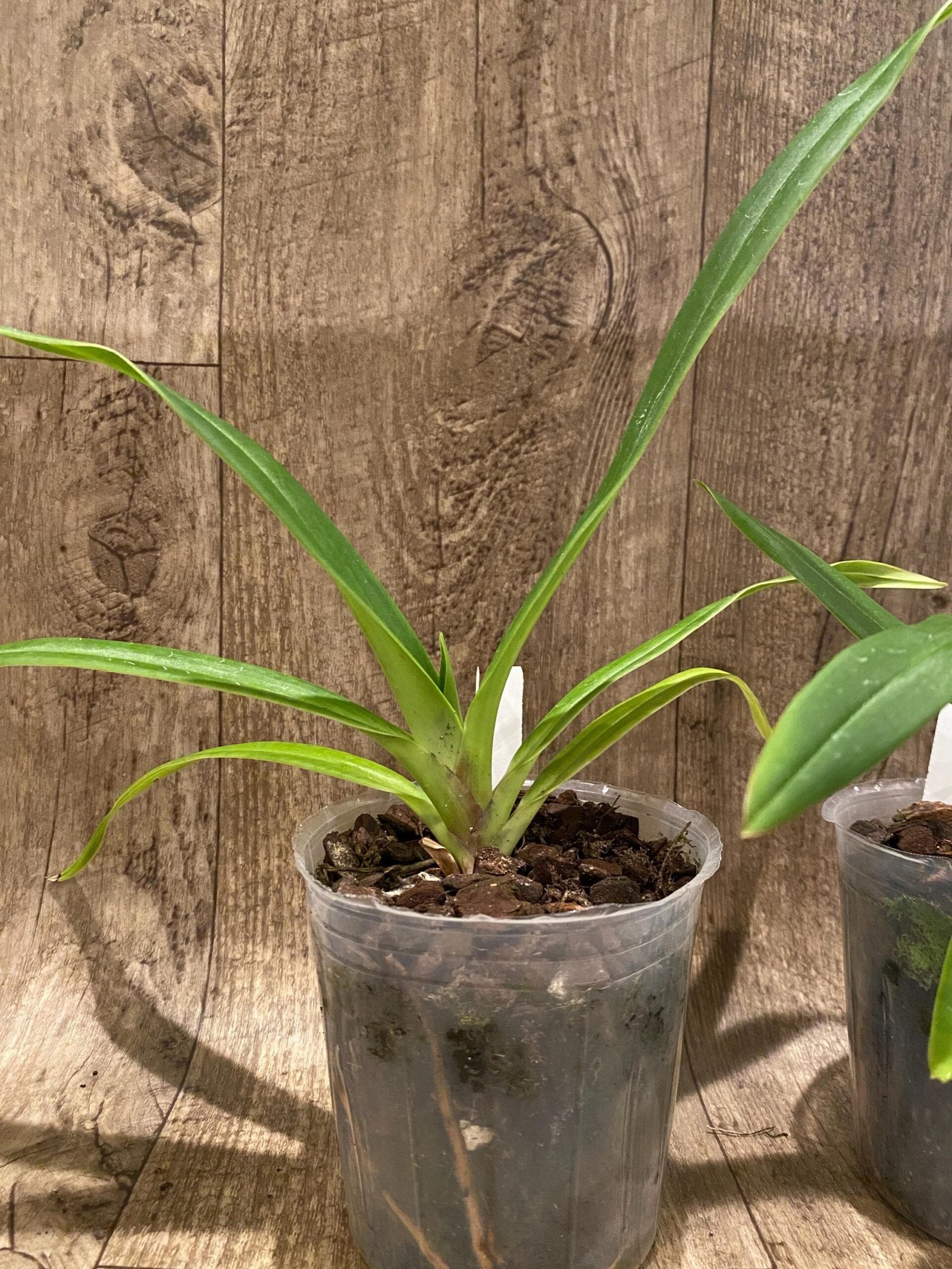 Rare Phrag. Anthony Omeis × Phrag. kovachi (4″ pot) - Everything Orchids
