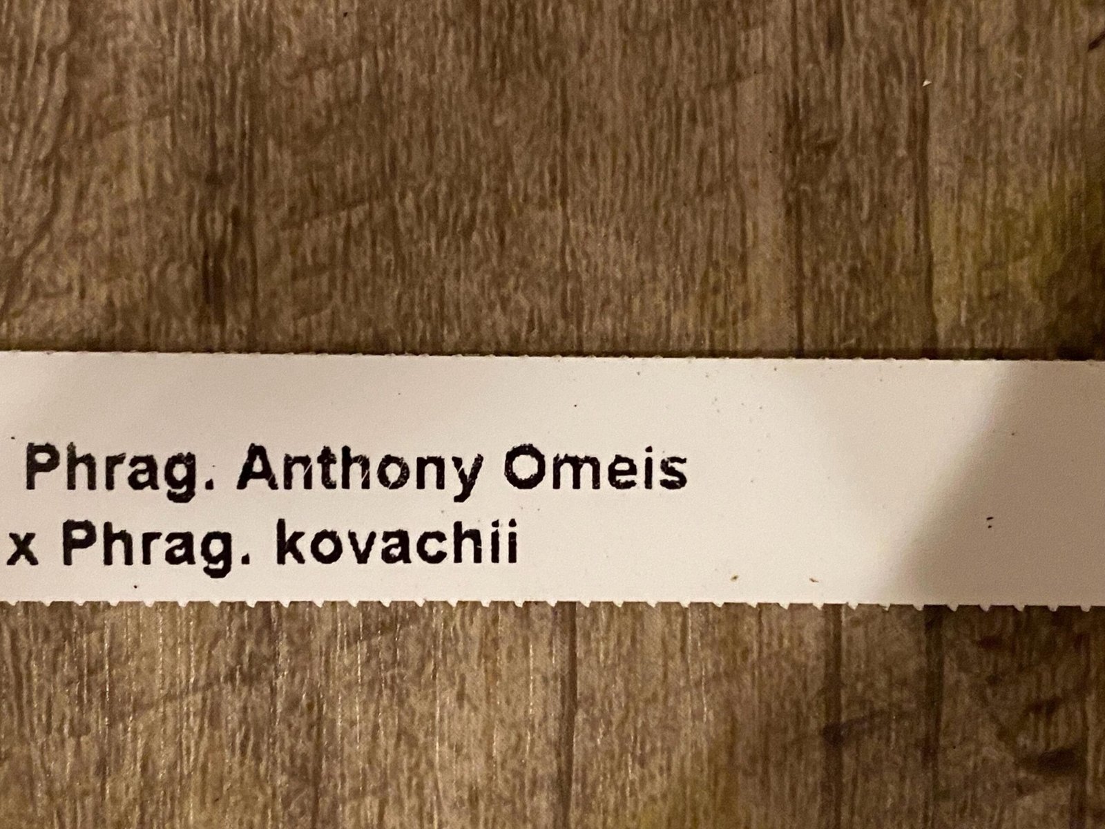 Rare Phrag. Anthony Omeis × Phrag. kovachi (4″ pot) - Everything Orchids