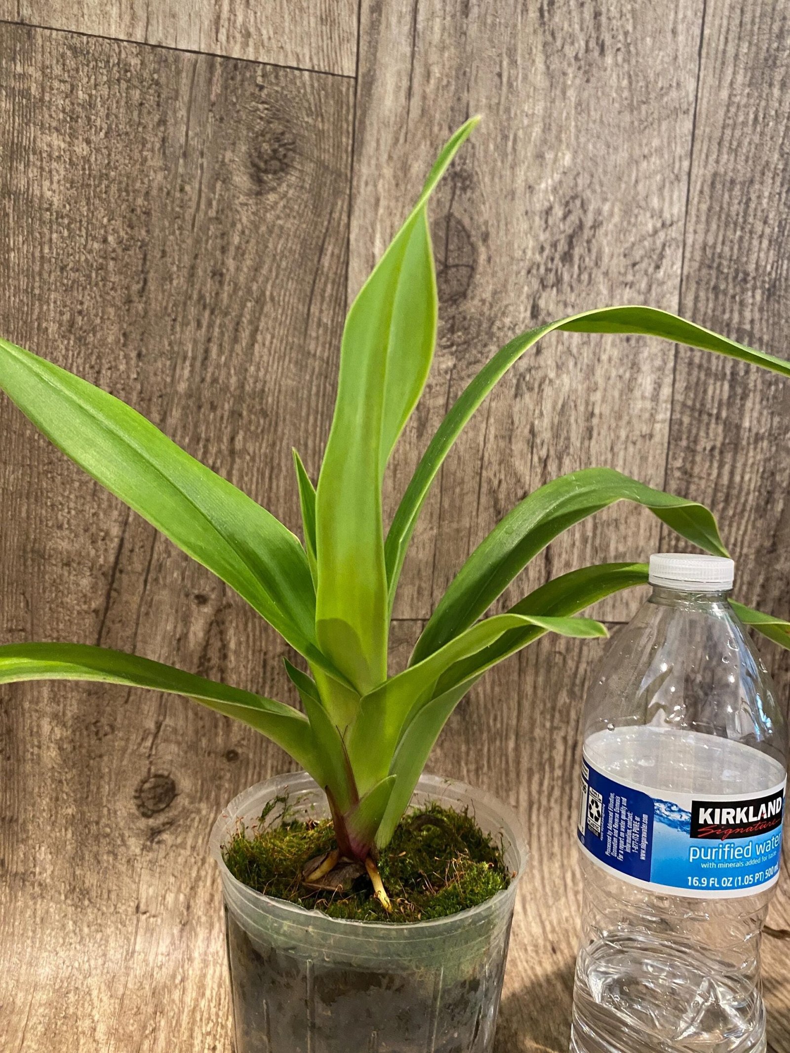 RARE Phrag. Vingtaine des Mathias (Phrag. Sunset Glow x kovachii) (4.5 ...