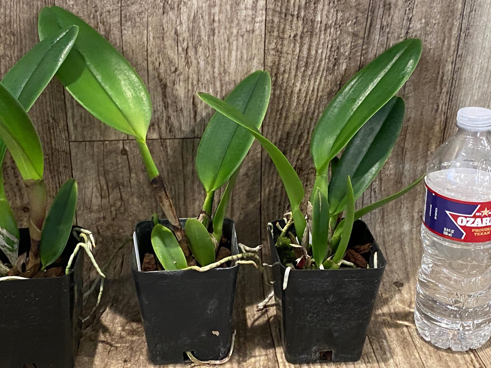 RIc. Star of Siam (3.5 pot) - Everything Orchids