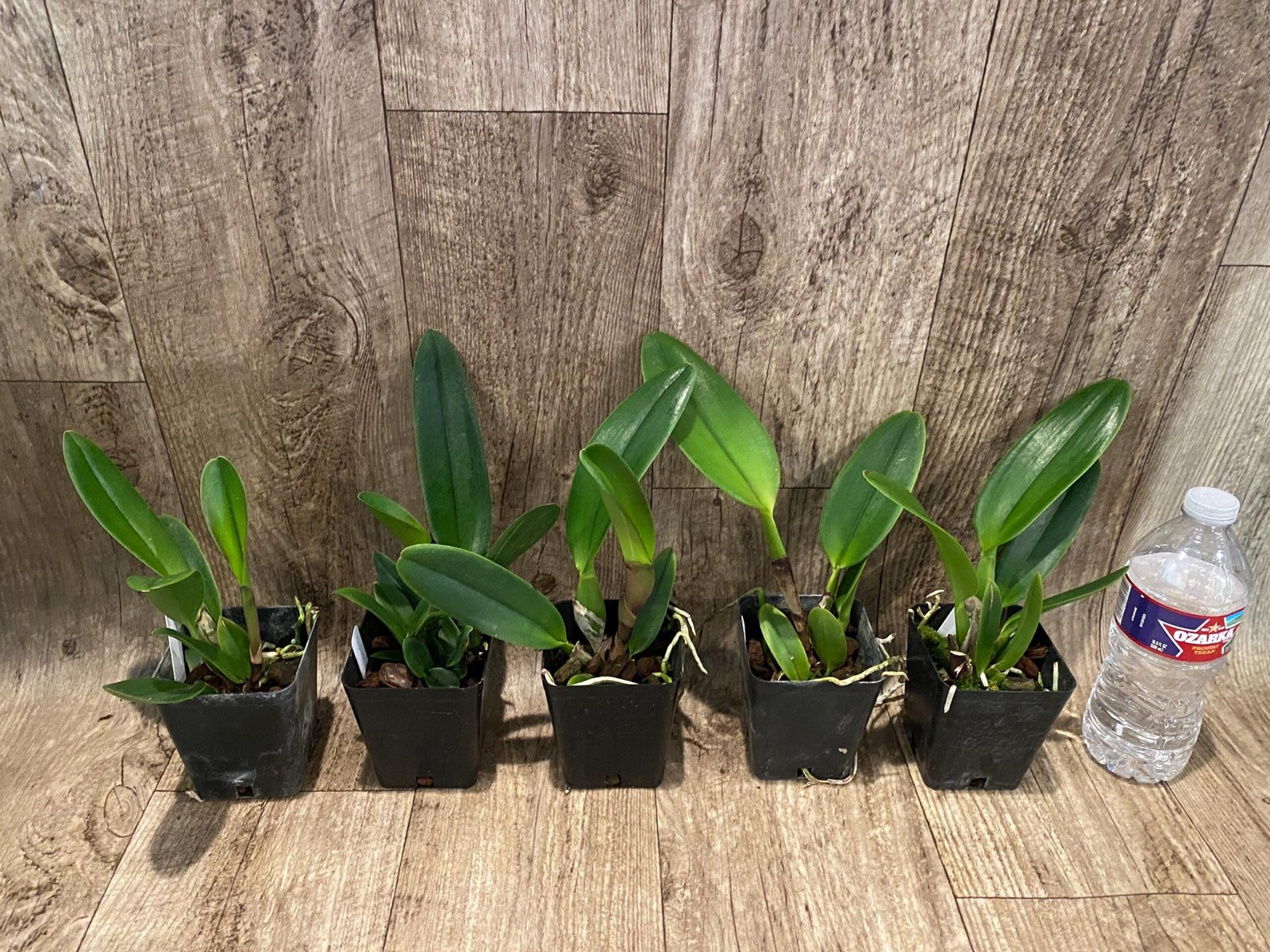 RIc. Star of Siam (3.5 pot) - Everything Orchids
