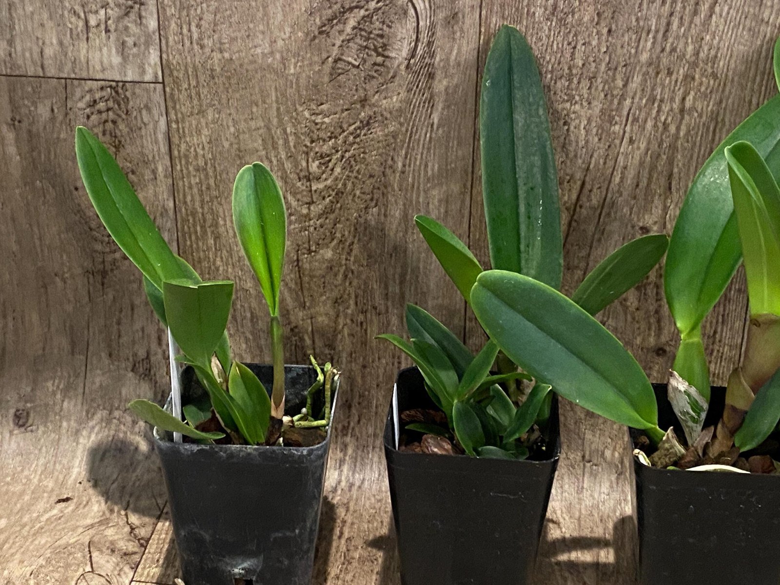RIc. Star of Siam (3.5 pot) - Everything Orchids