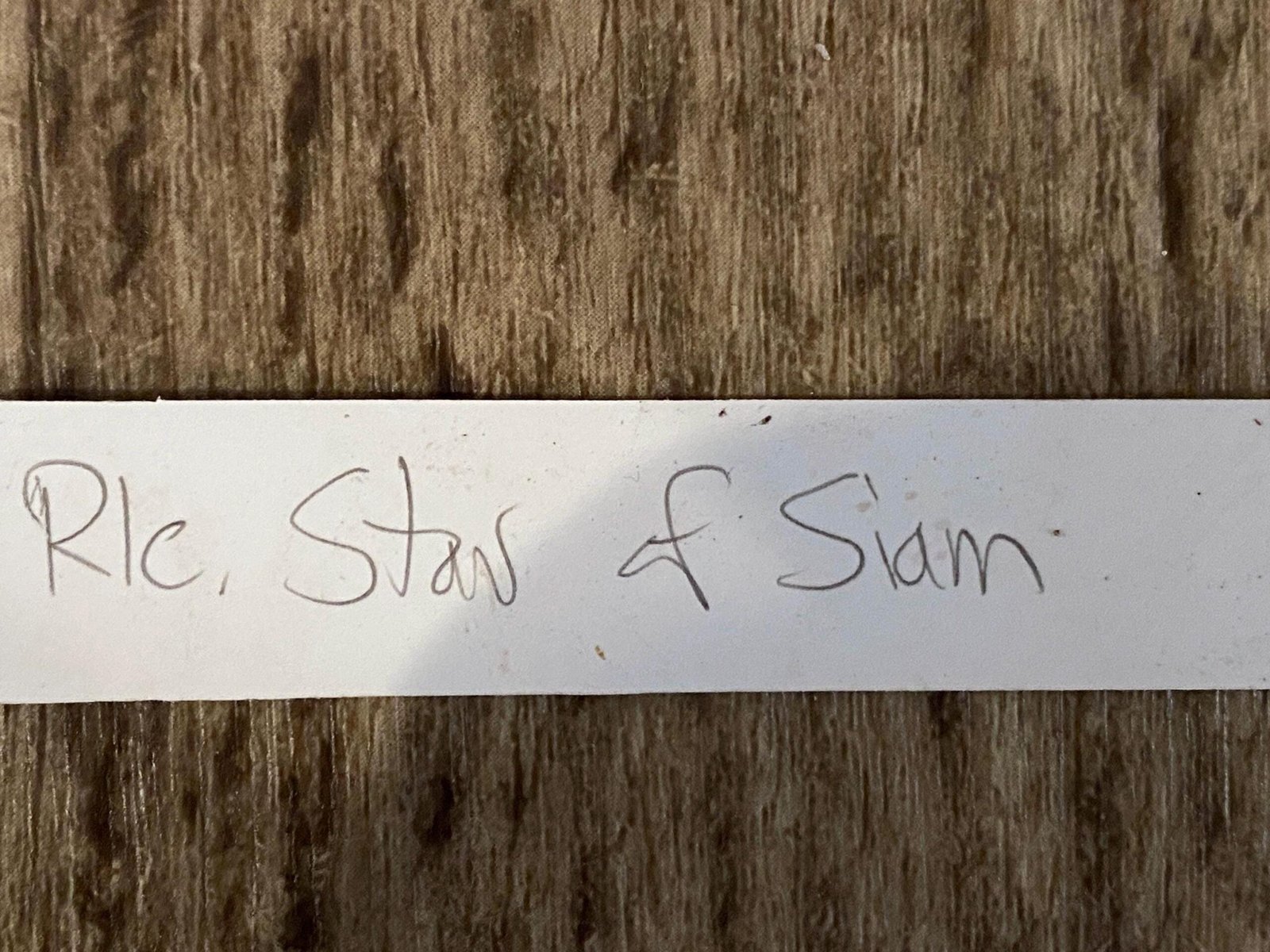RIc. Star of Siam (3.5 pot) - Everything Orchids
