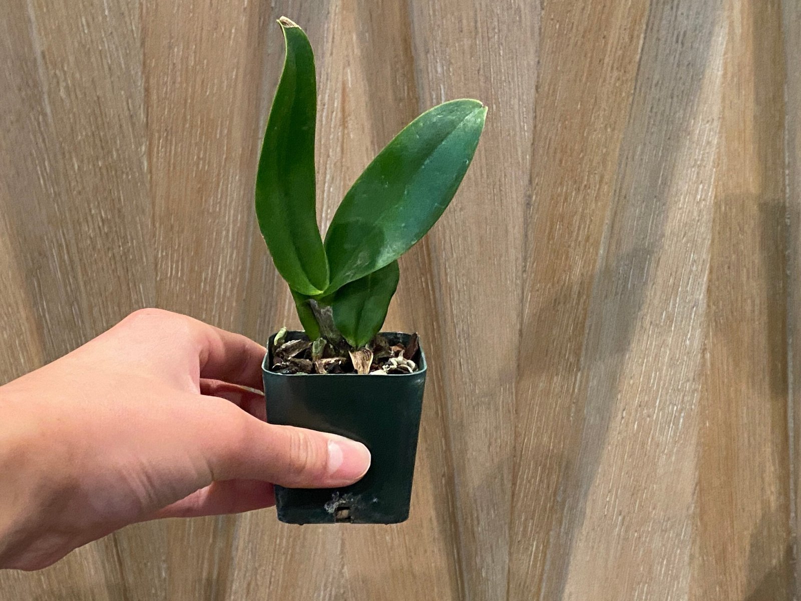 Rlc. Chief Rainbow (2” pot) - Everything Orchids